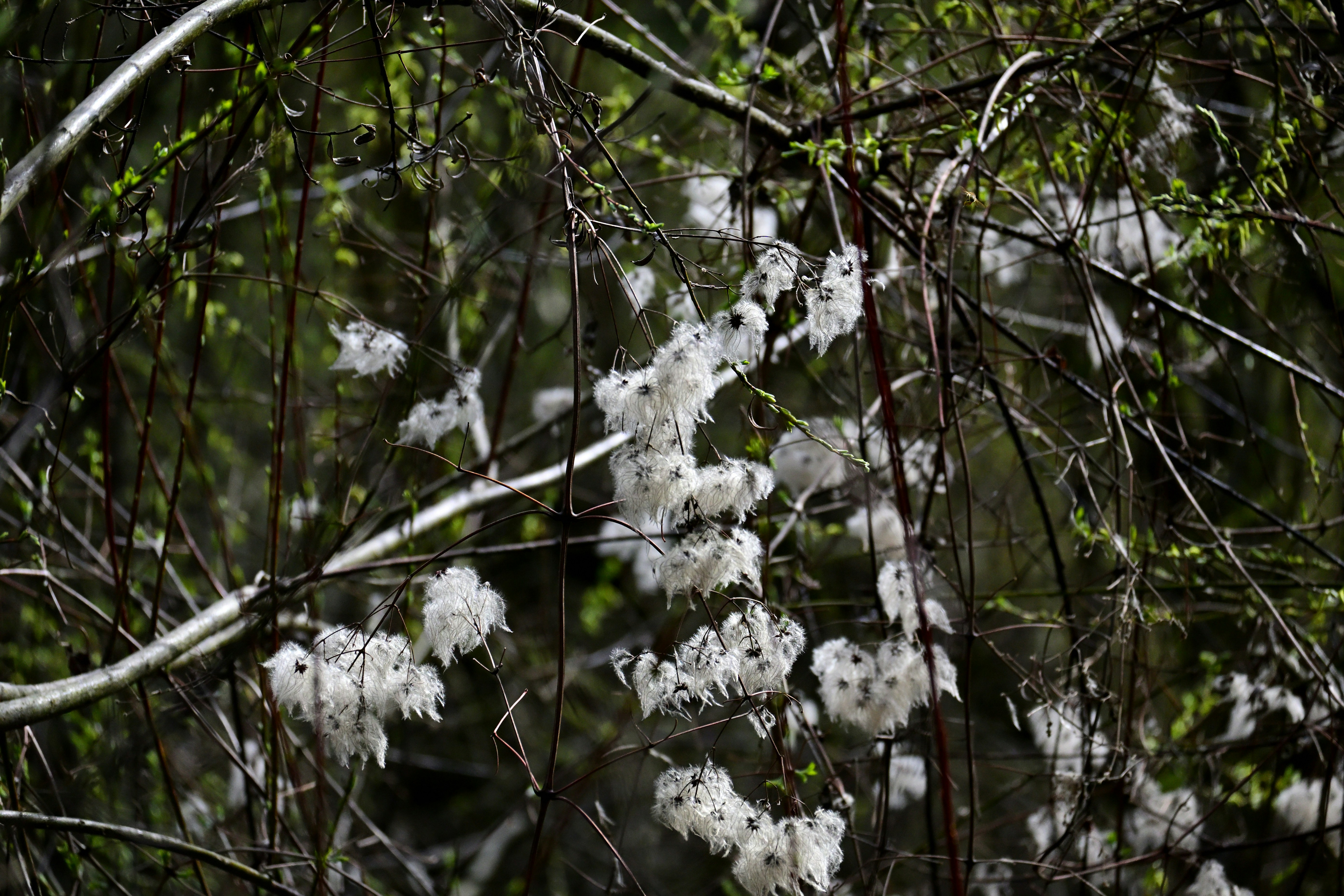Whispers of Spring: Cottony Blooms in the Underbrush