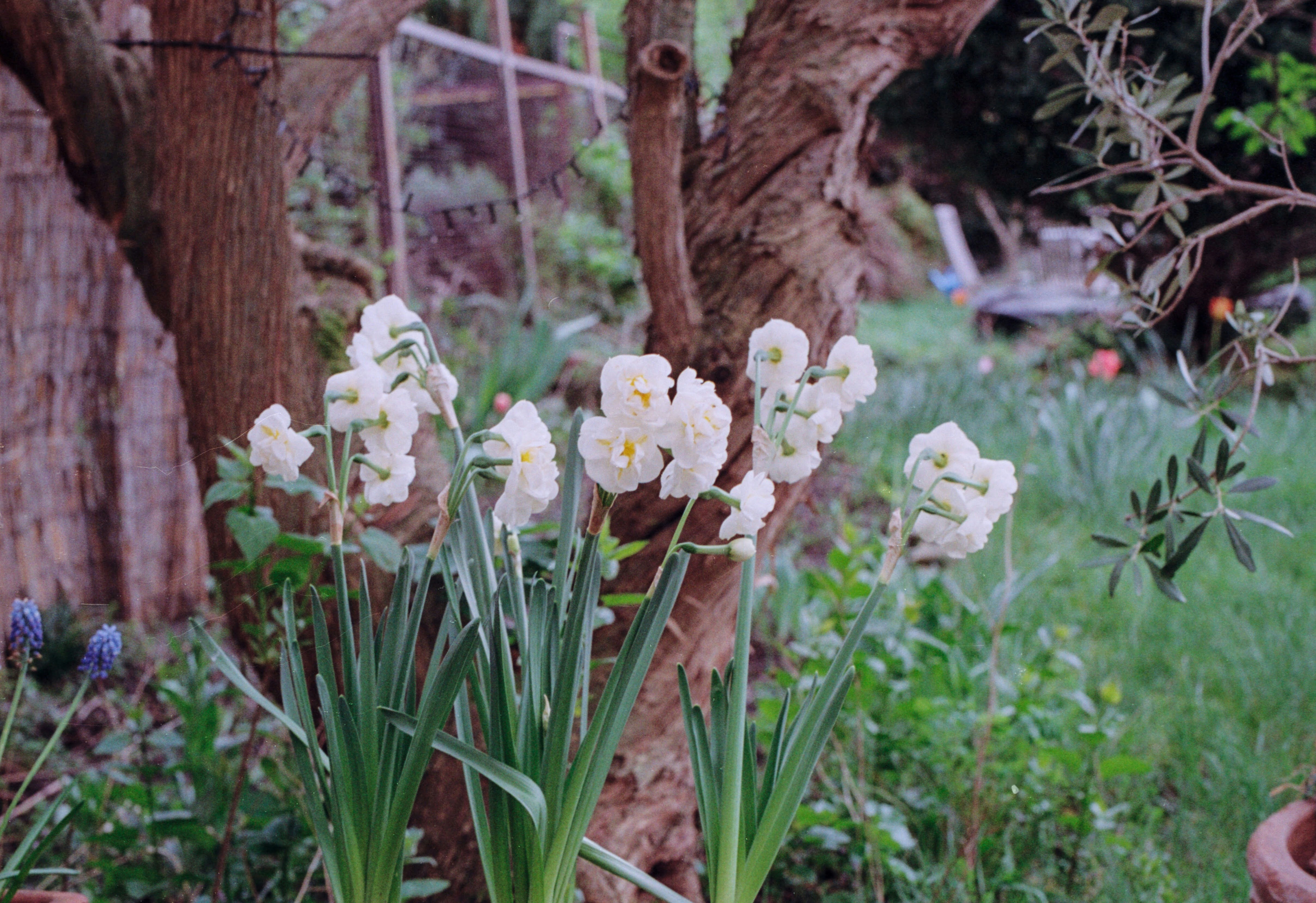 White daffodils awaken a quiet garden beside a weathered tree trunk