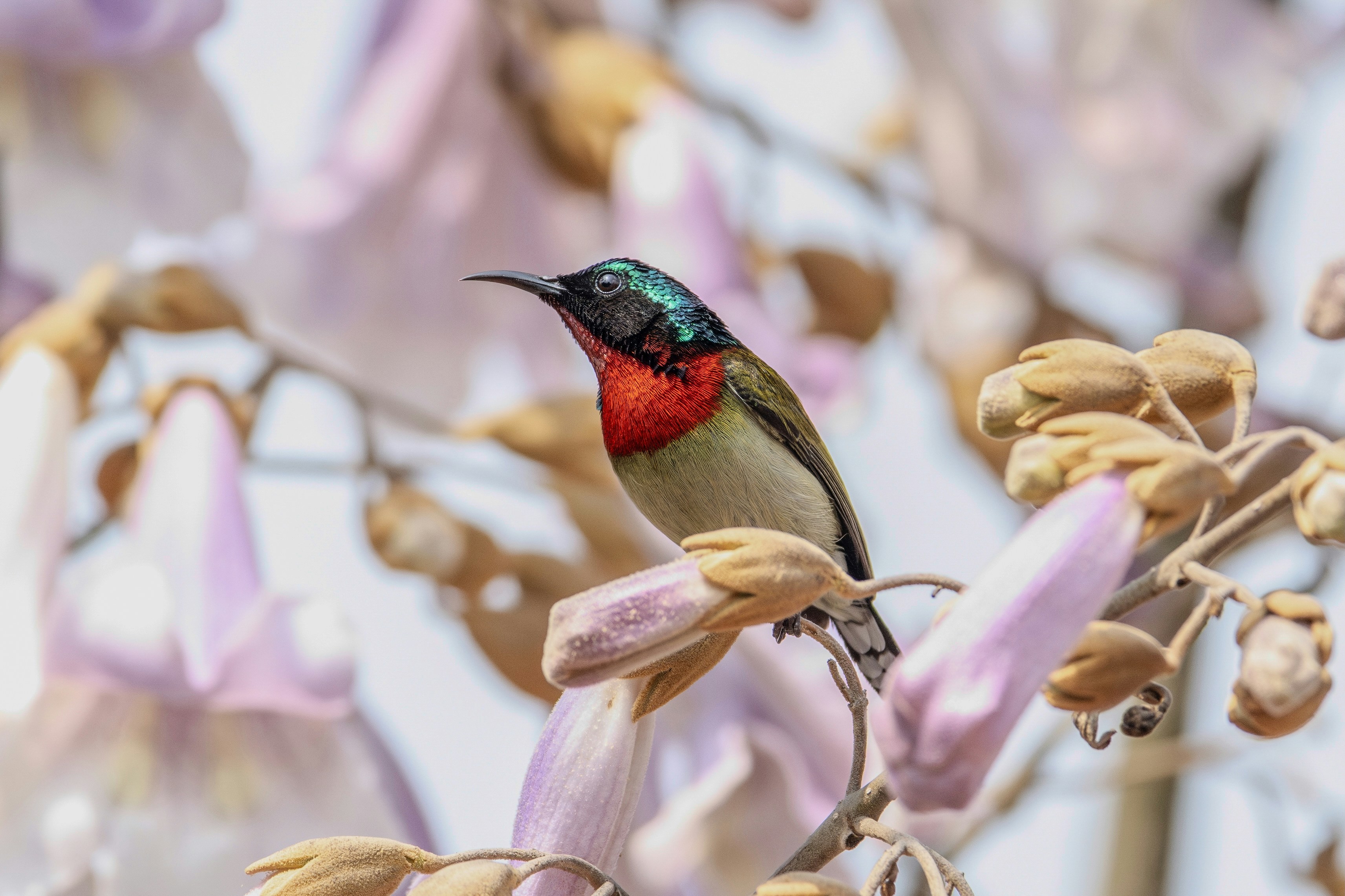 A colorful sunbird perched among flowers. photo – Free Animal Image on ...