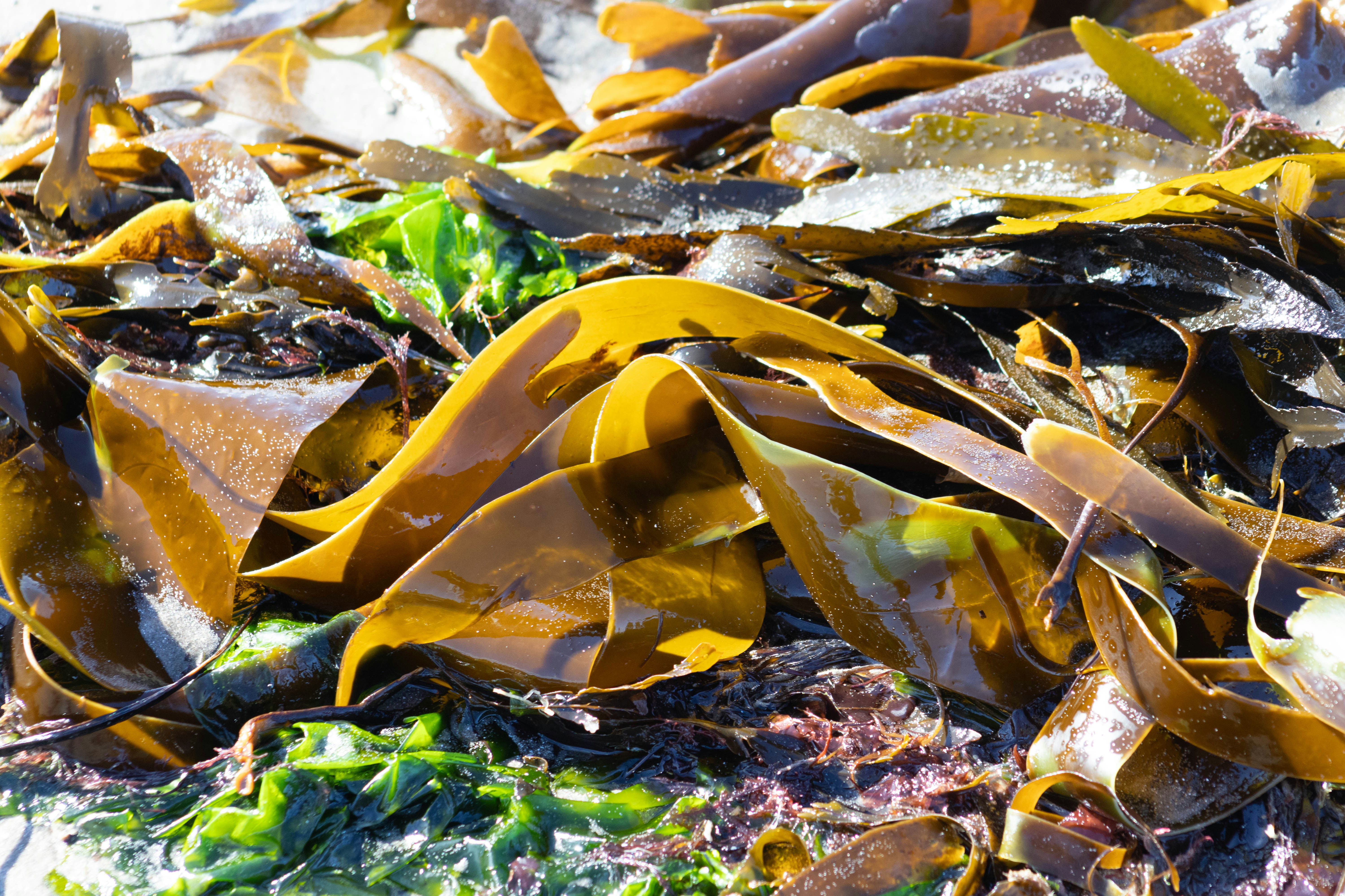 Wet seaweed lies on the beach. photo – Free Beach Image on Unsplash
