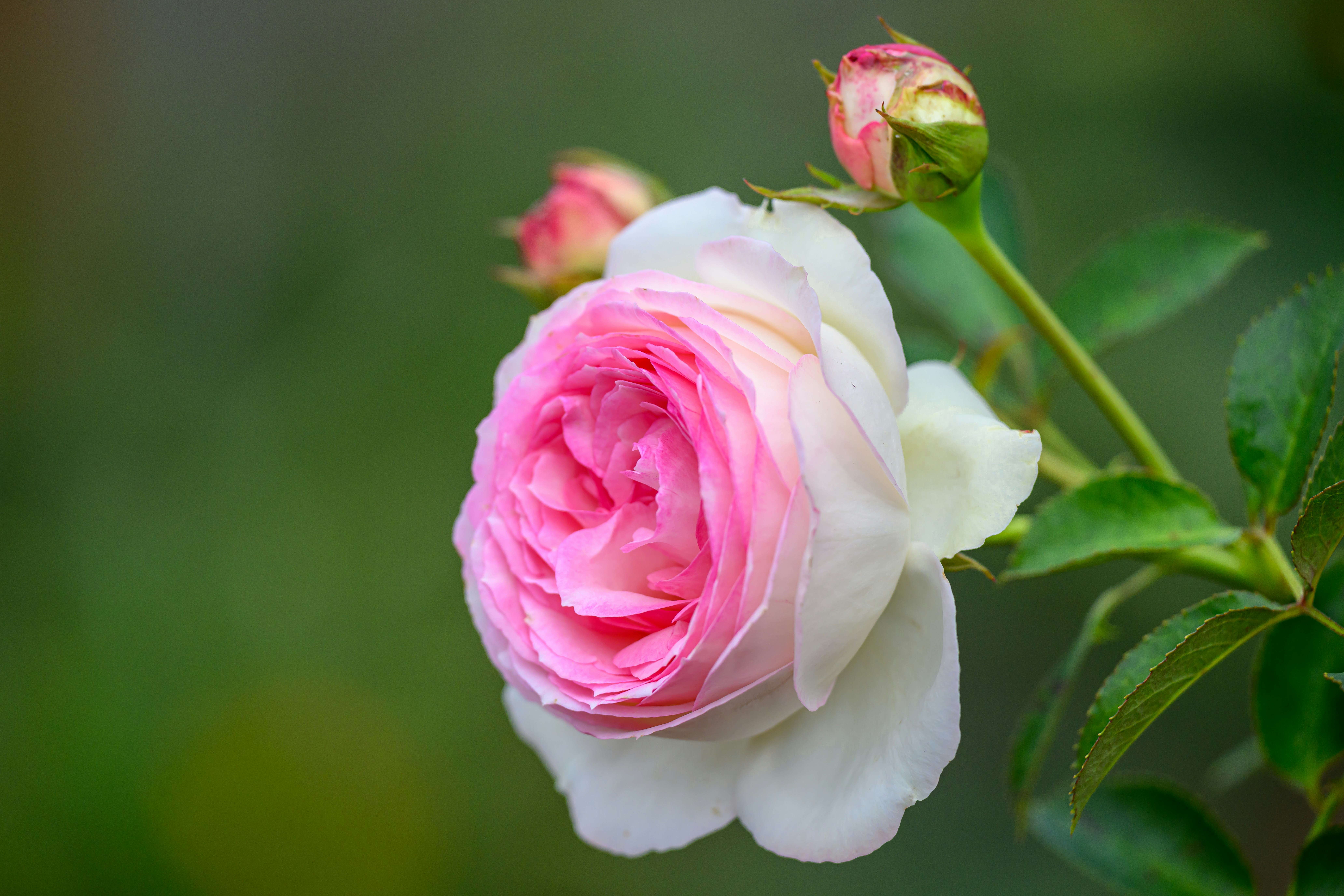 A beautiful, pink and white rose blooms gracefully. photo – Free Rose ...