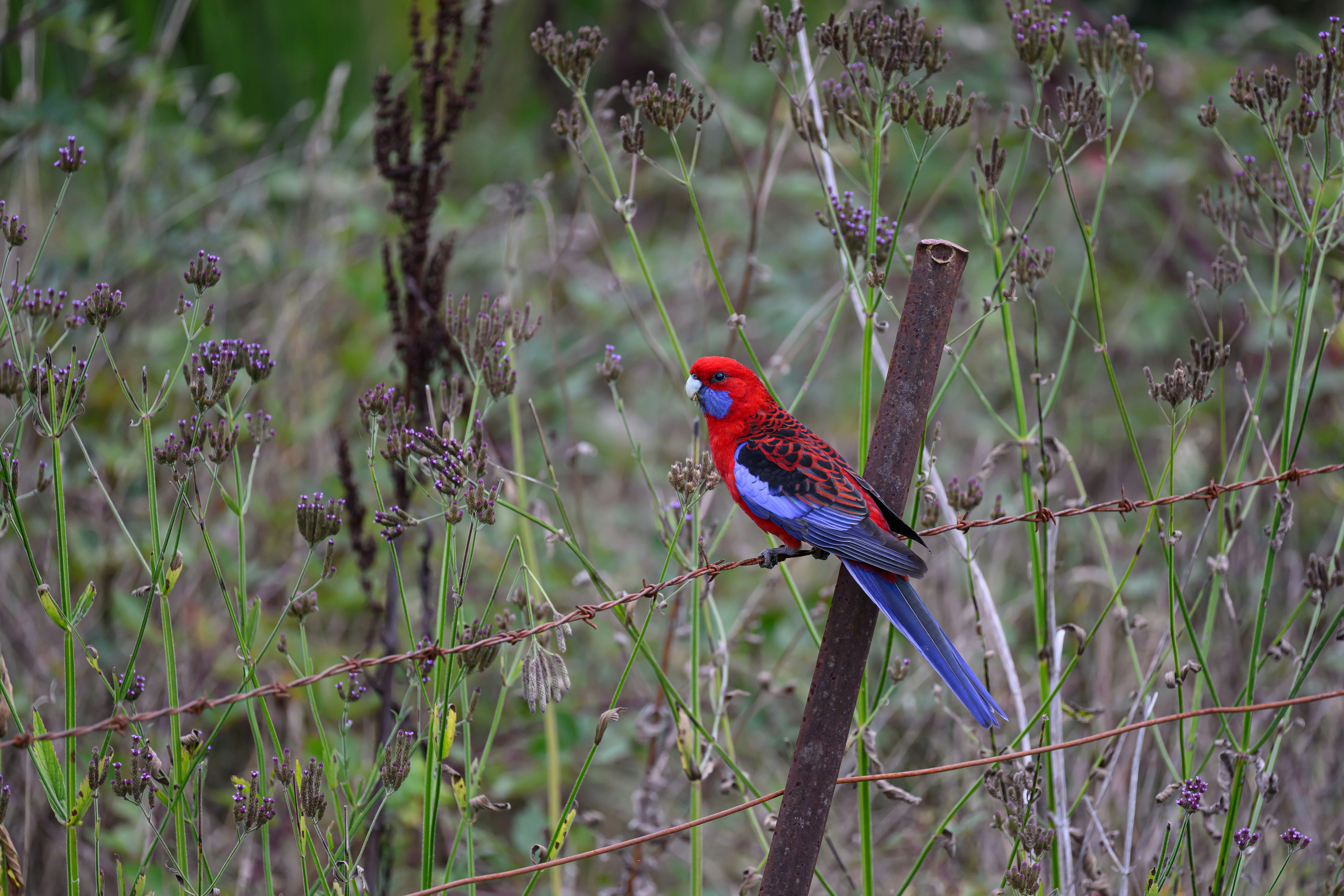 Crimson and cobalt finch on a weathered wire amid lavender