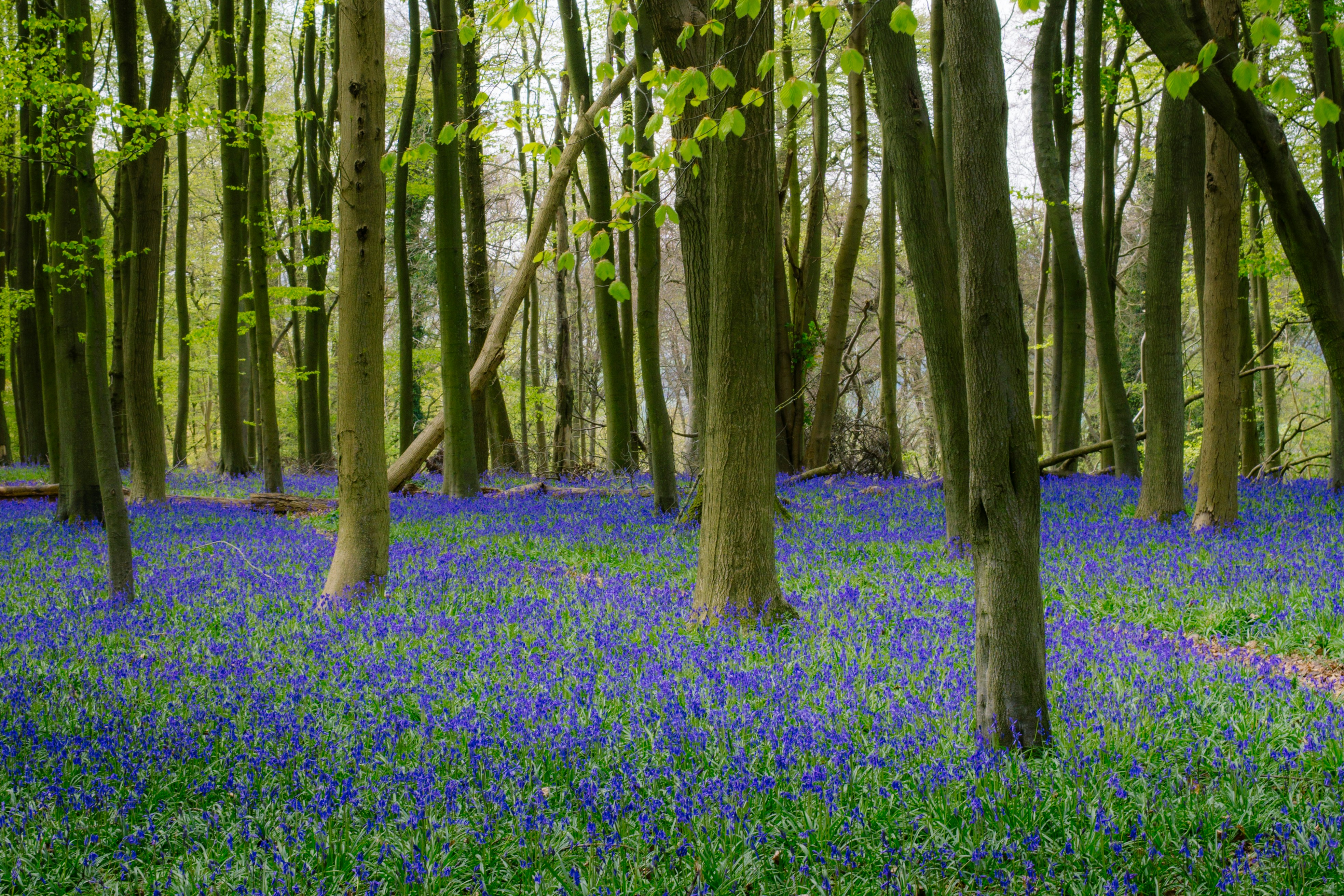 Bluebell flowers blanket the forest floor beneath tall, slender trees in a serene woodland setting.