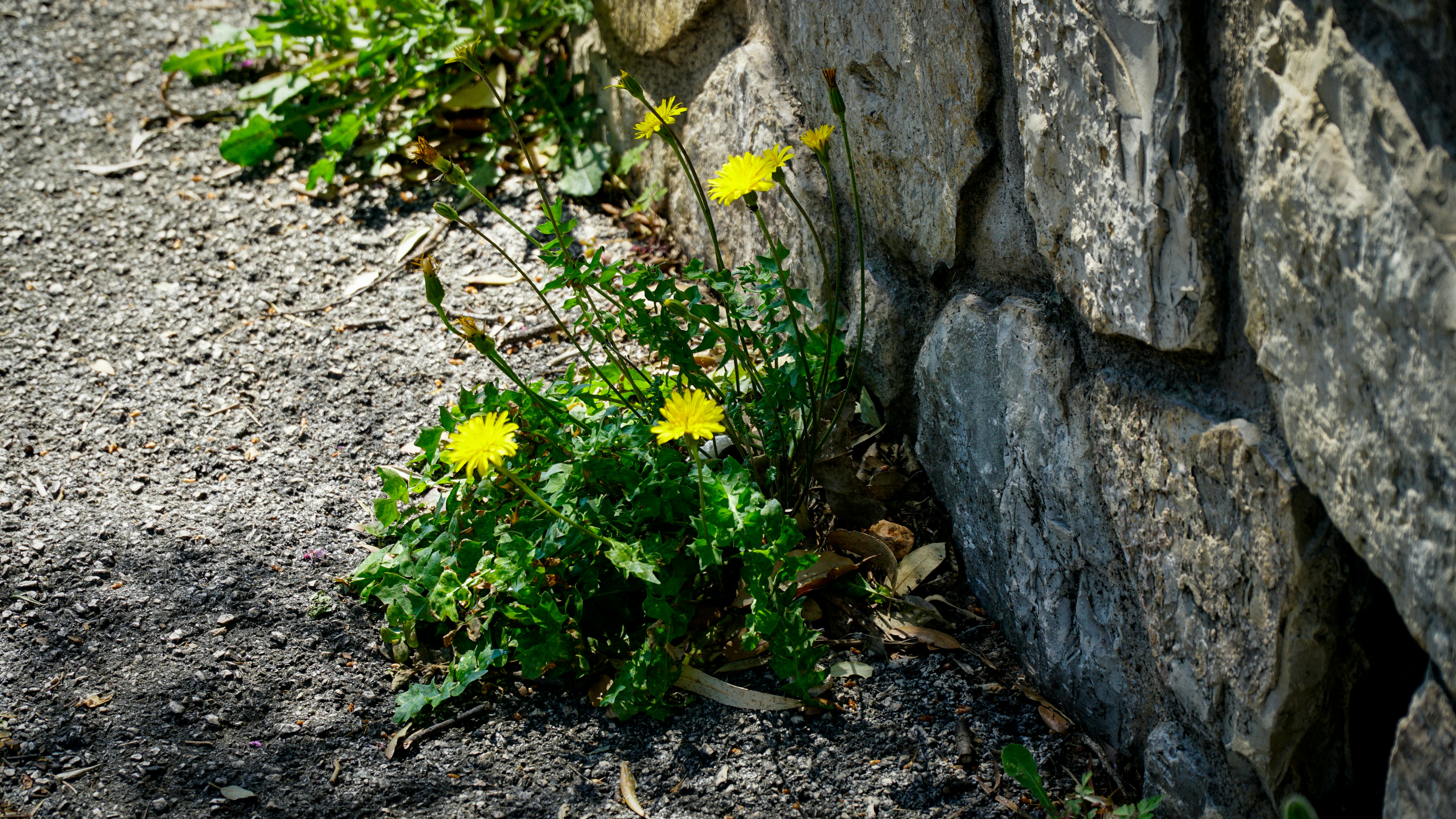 Photo by Yen Vu with Sony Alpha 6300