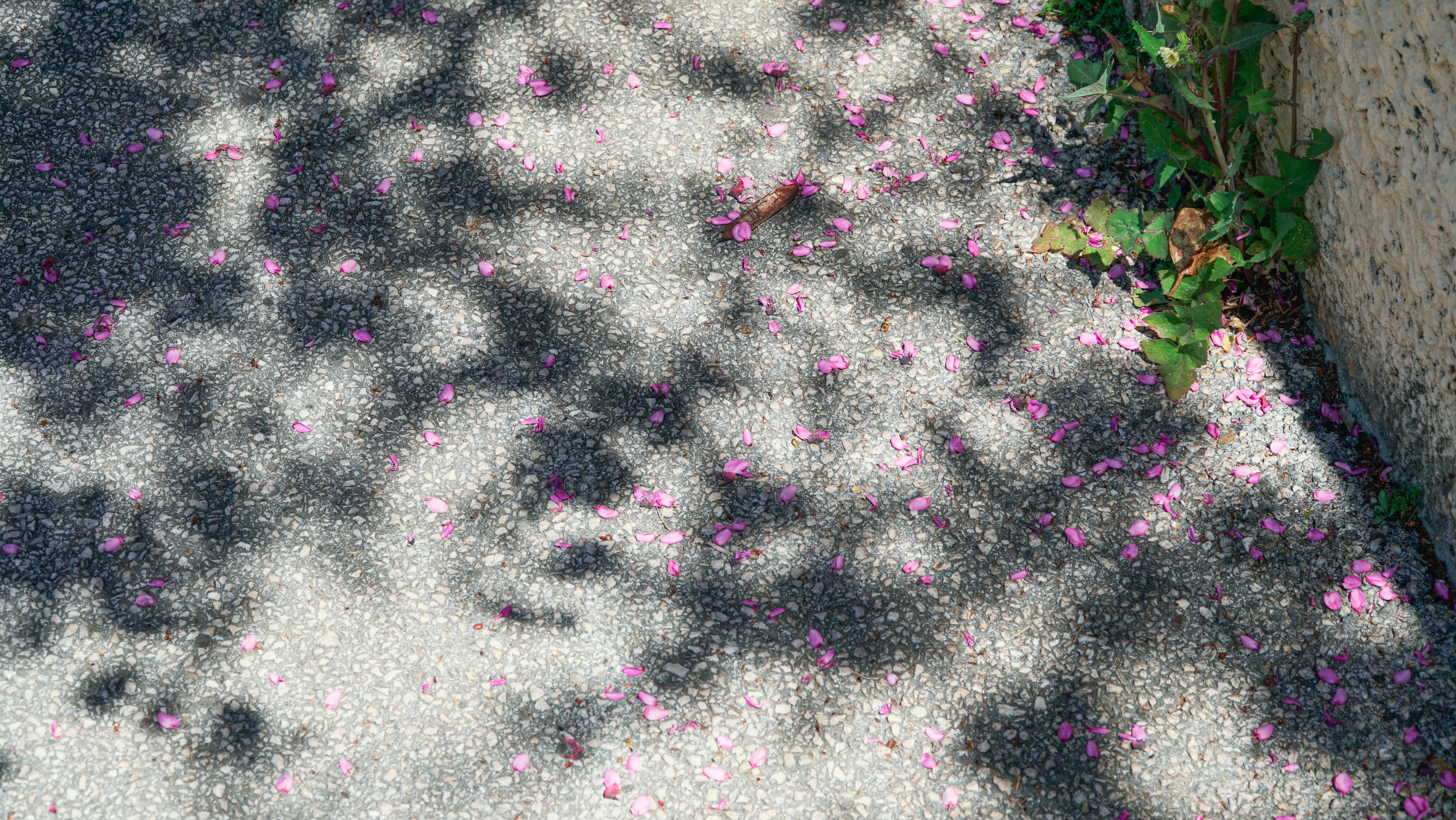 Sunlit Dapple: Pink Petals Scatter Across a Shadowed Sidewalk