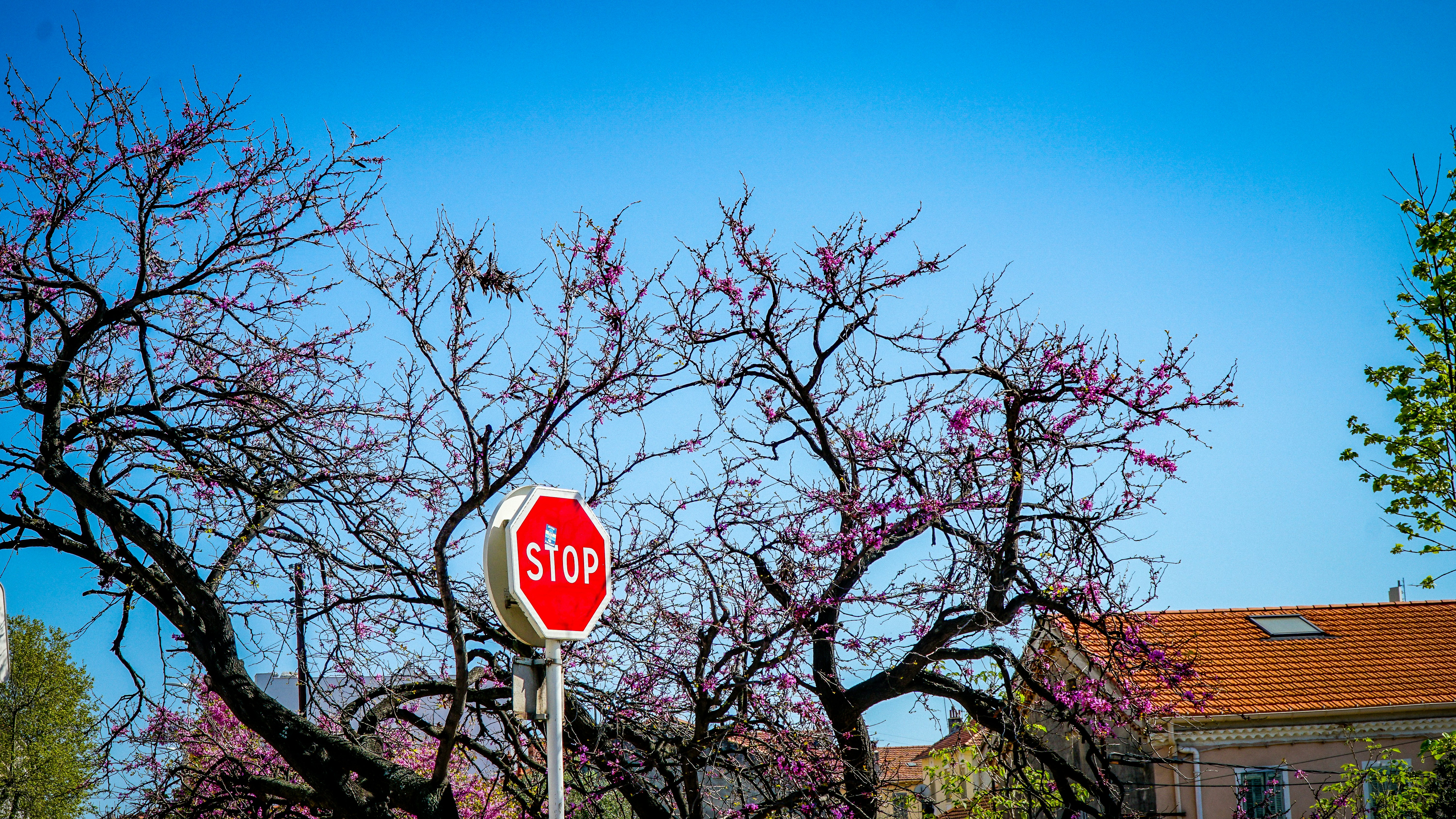Stop Sign in Blooming Orchard Alley
