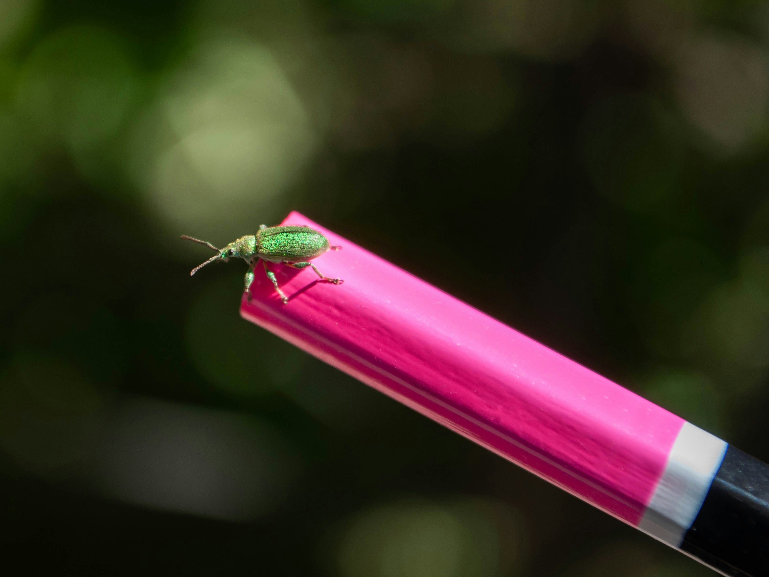 A vibrant green grasshopper perched on a bright pink object, showcasing its intricate details against a softly blurred background.