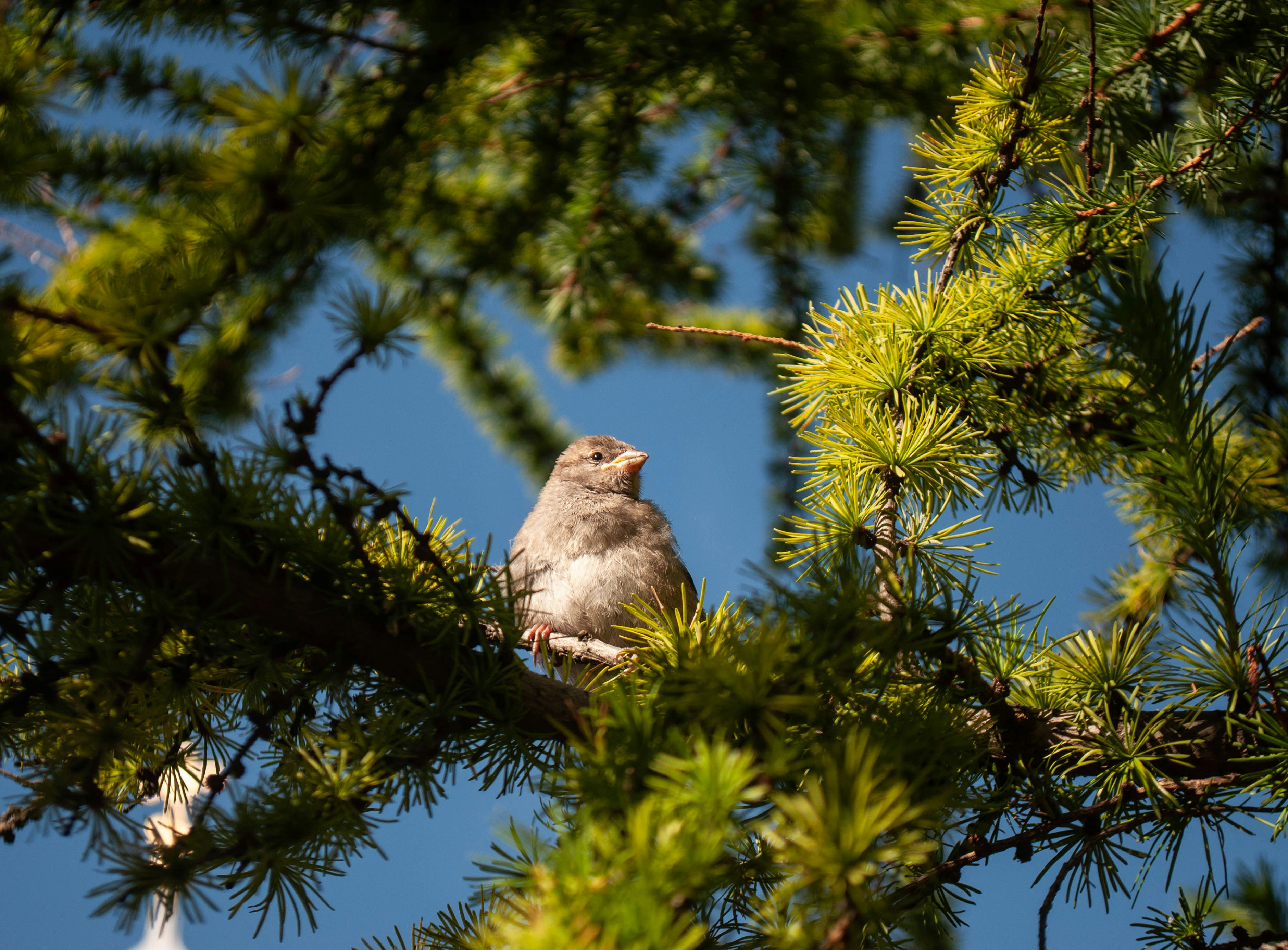 Nestled in Nature's Canopy