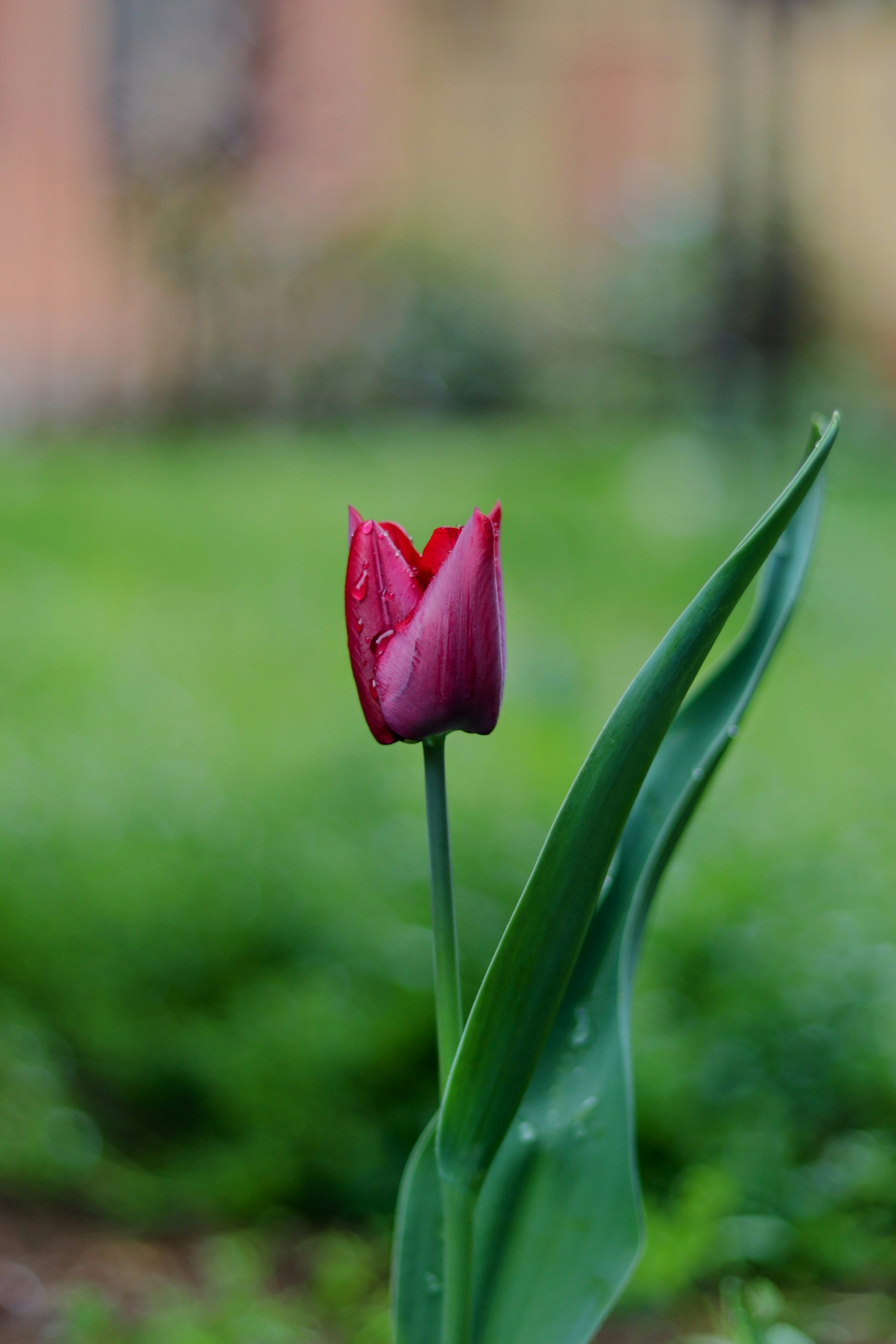 Single red tulip with dew-covered petals standing against a blurred green background.