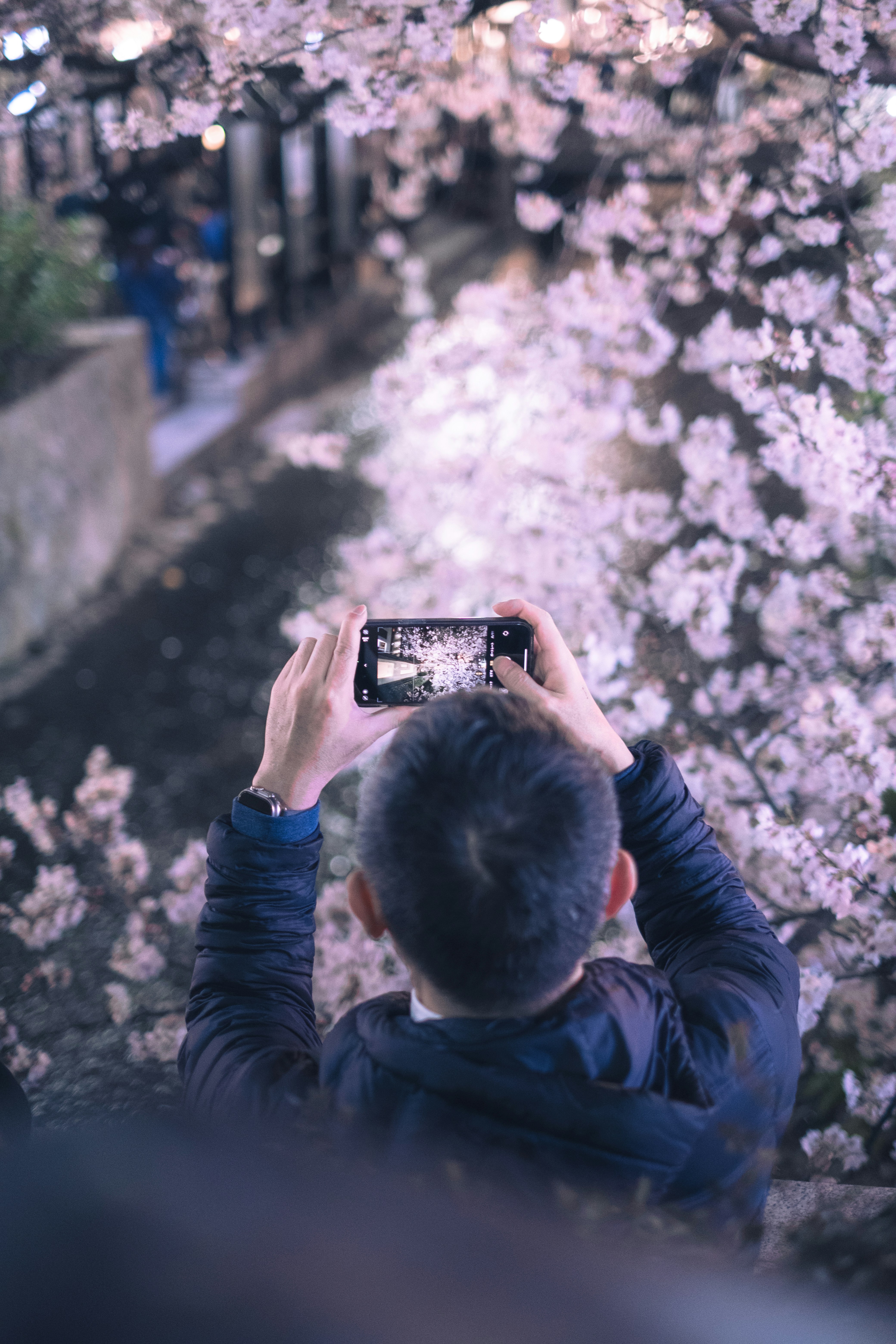 Person photographing cherry blossoms on a smartphone amidst a softly lit pathway.