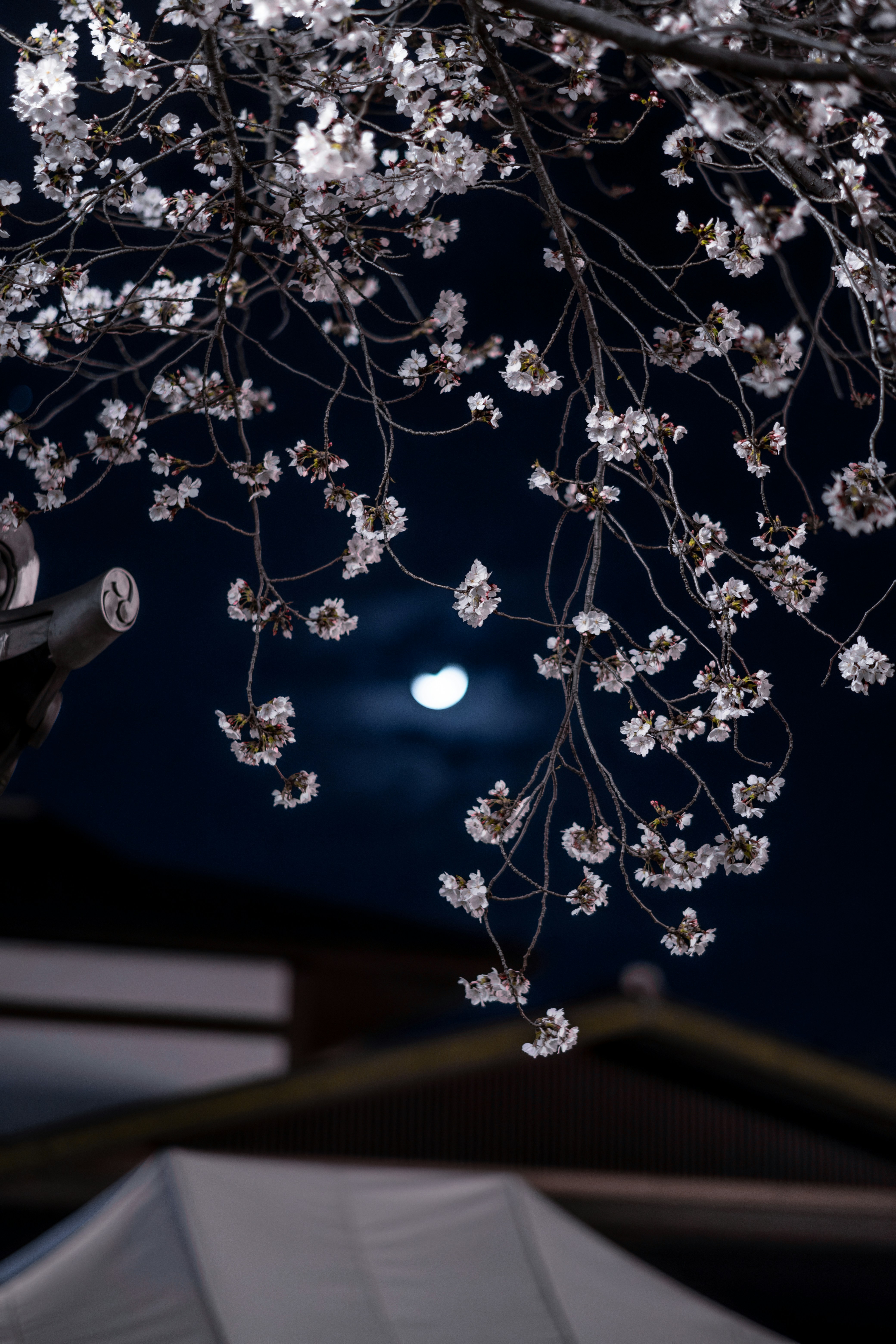 Cherry blossoms bloom under a moonlit sky.