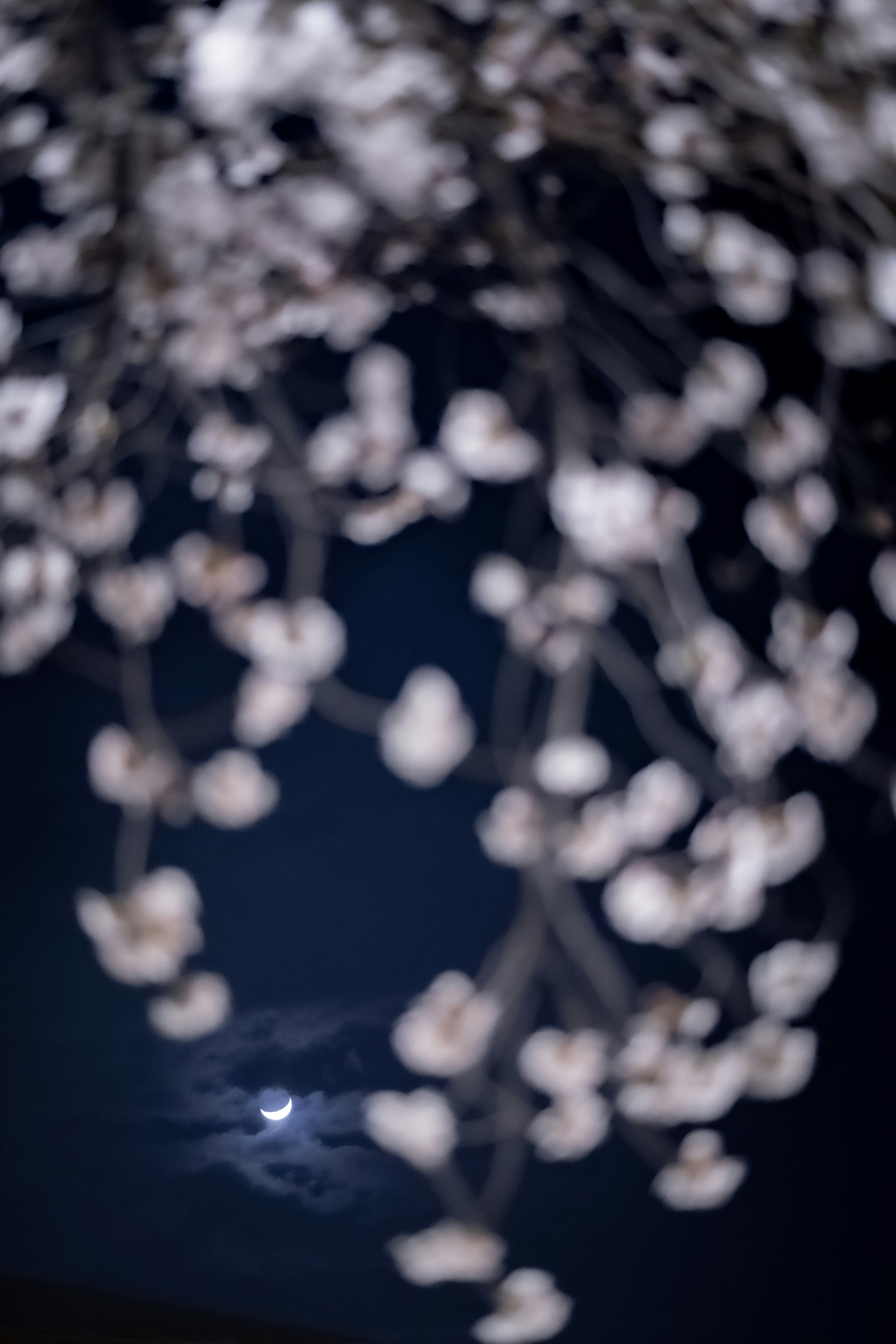 Moonlit Blossoms in Soft Focus