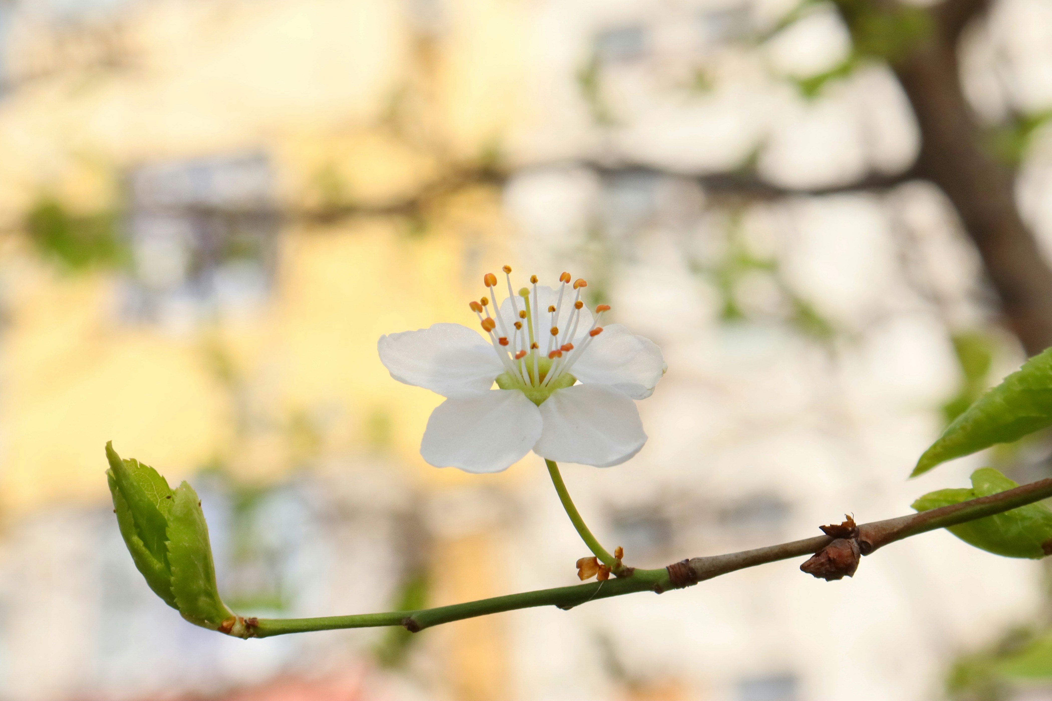 A lone white blossom on a slender branch against a sunlit urban backdrop