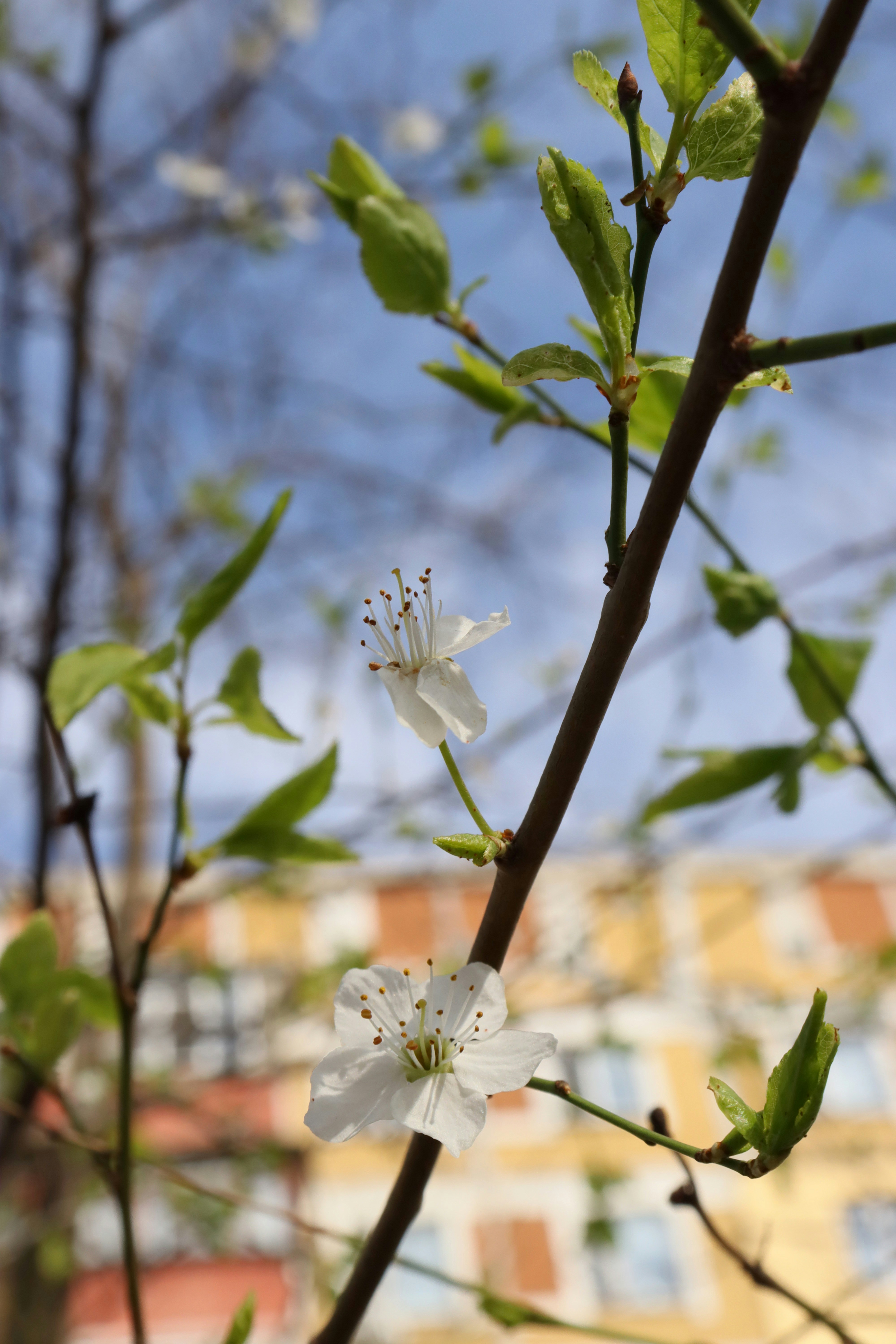 Photo by R. G with Canon EOS 250D