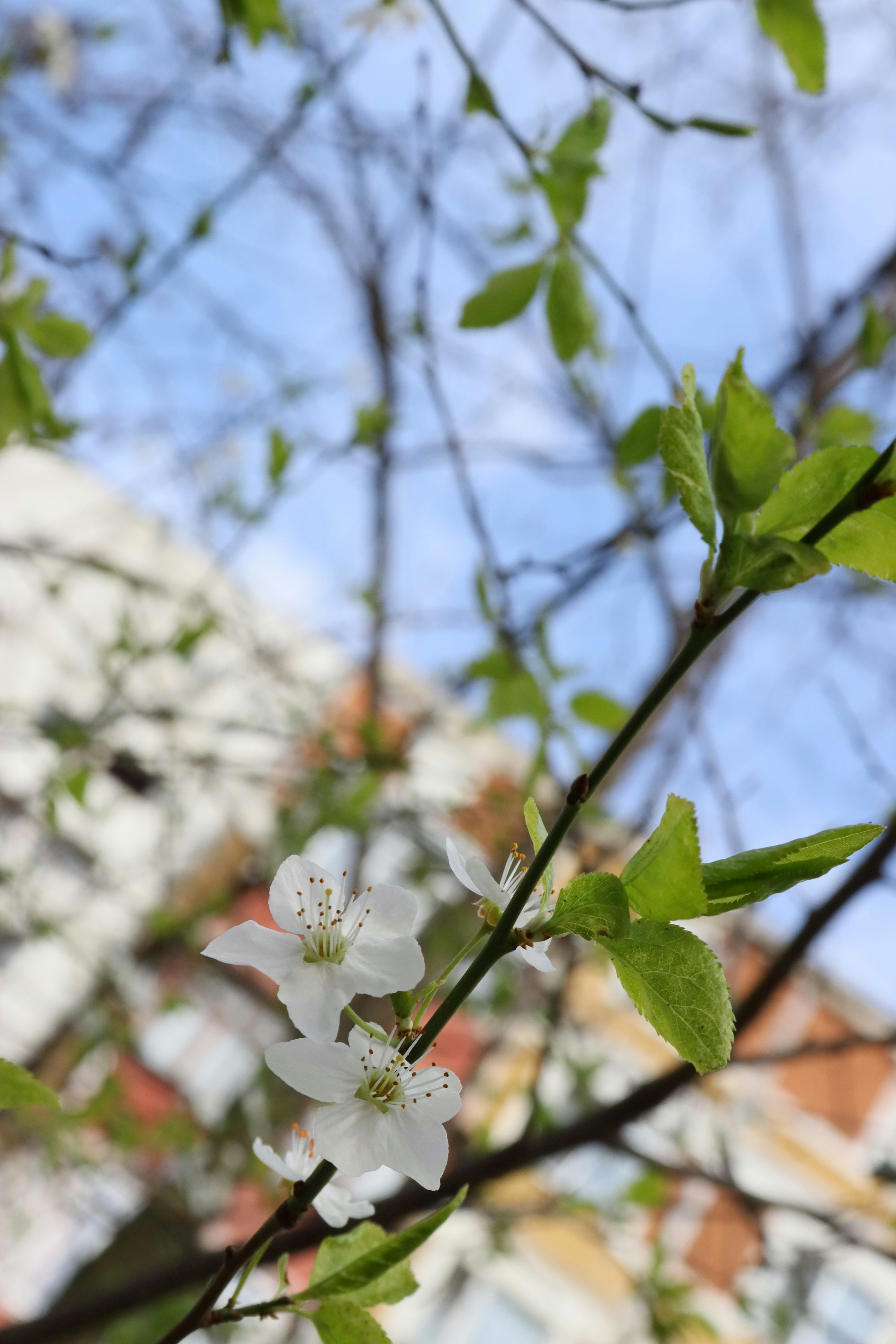 White blossoms bloom on a branch against the sky.