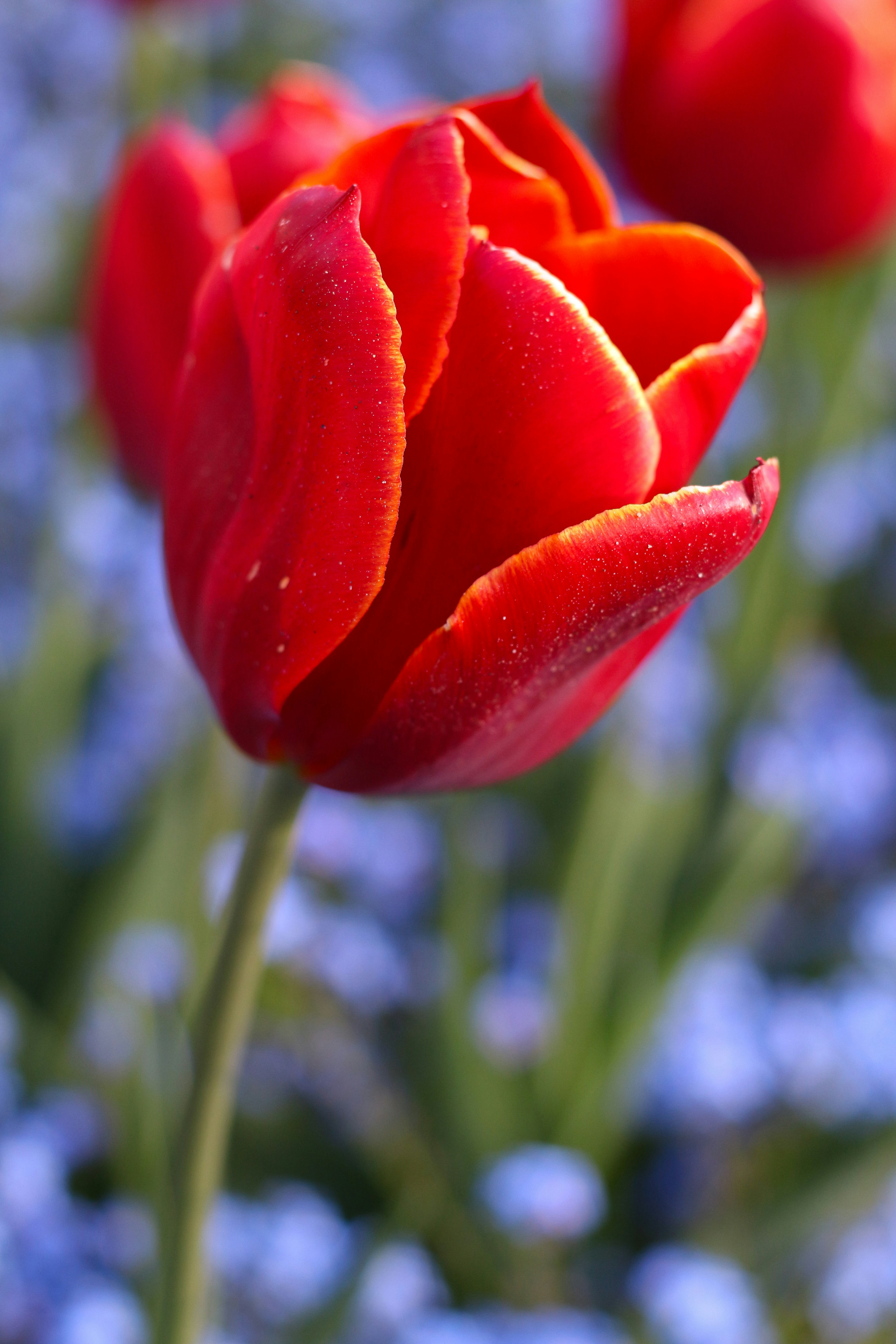 A vibrant red tulip blooms in a garden. photo – Free Flower Image on ...
