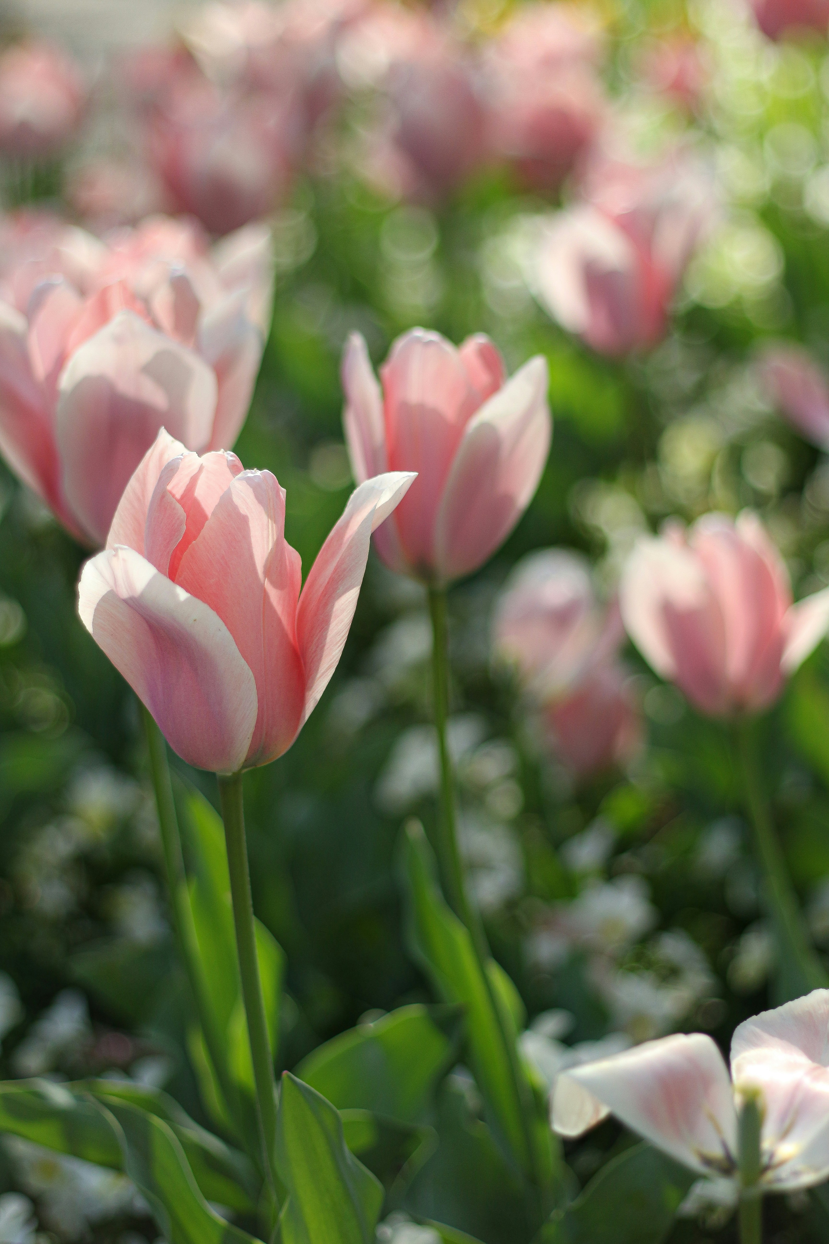 Soft pink tulips bloom amidst green foliage in a sunlit garden.