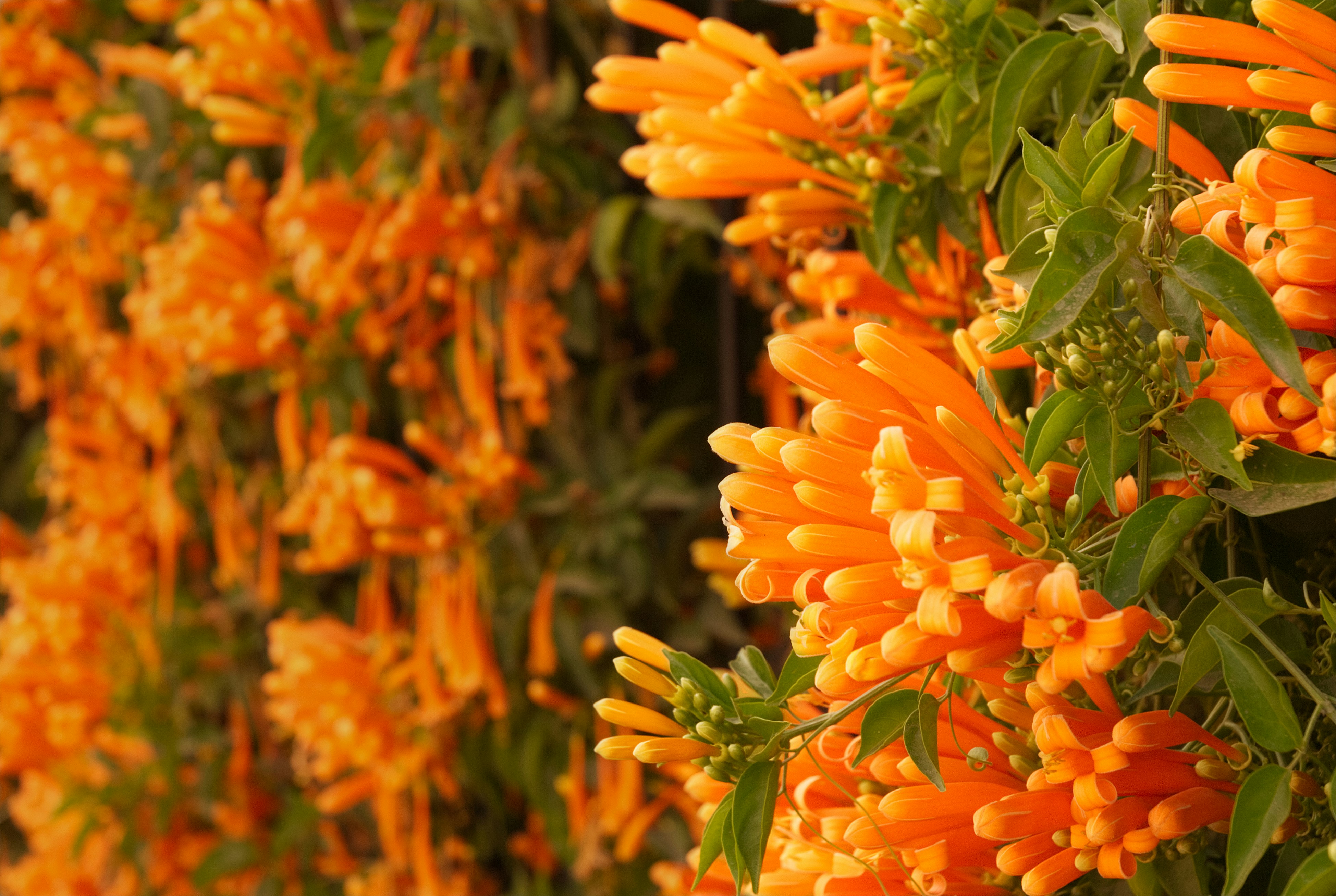 Vibrant Cascade of Orange Blossoms