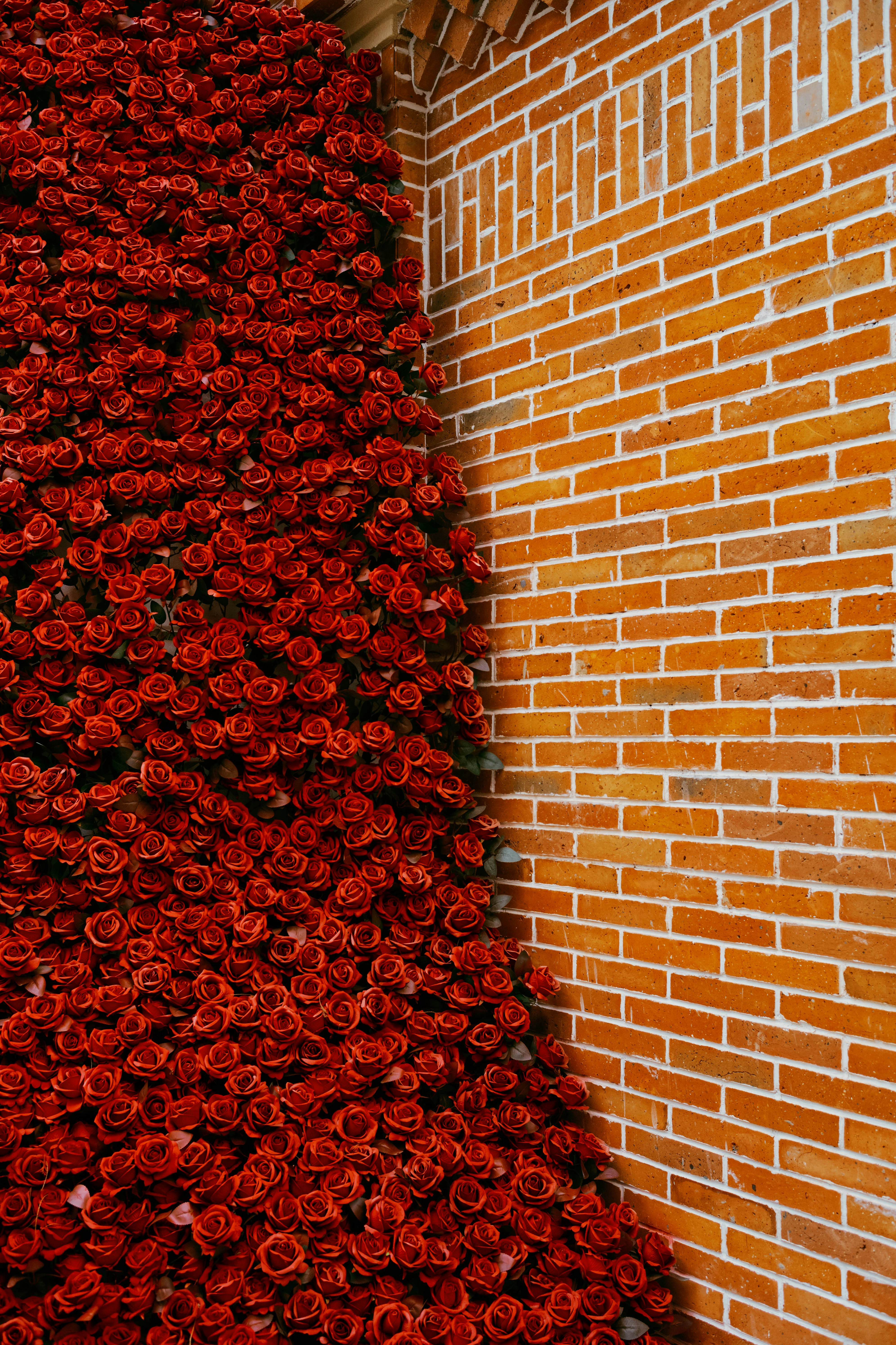 Velvet Cascade: Red Roses Framing a Brick Facade