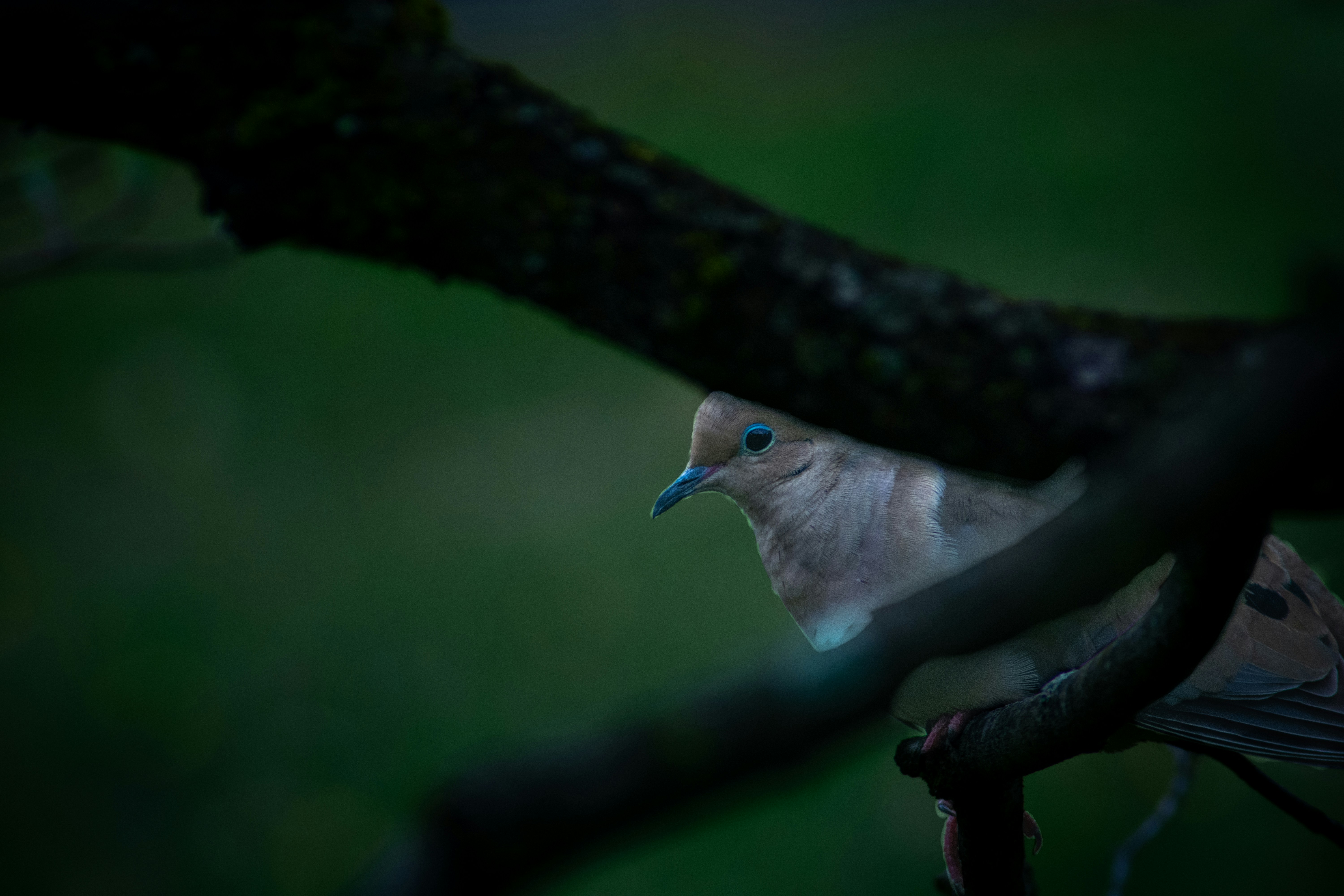 Veiled Dove in a Velvet Green Shadow