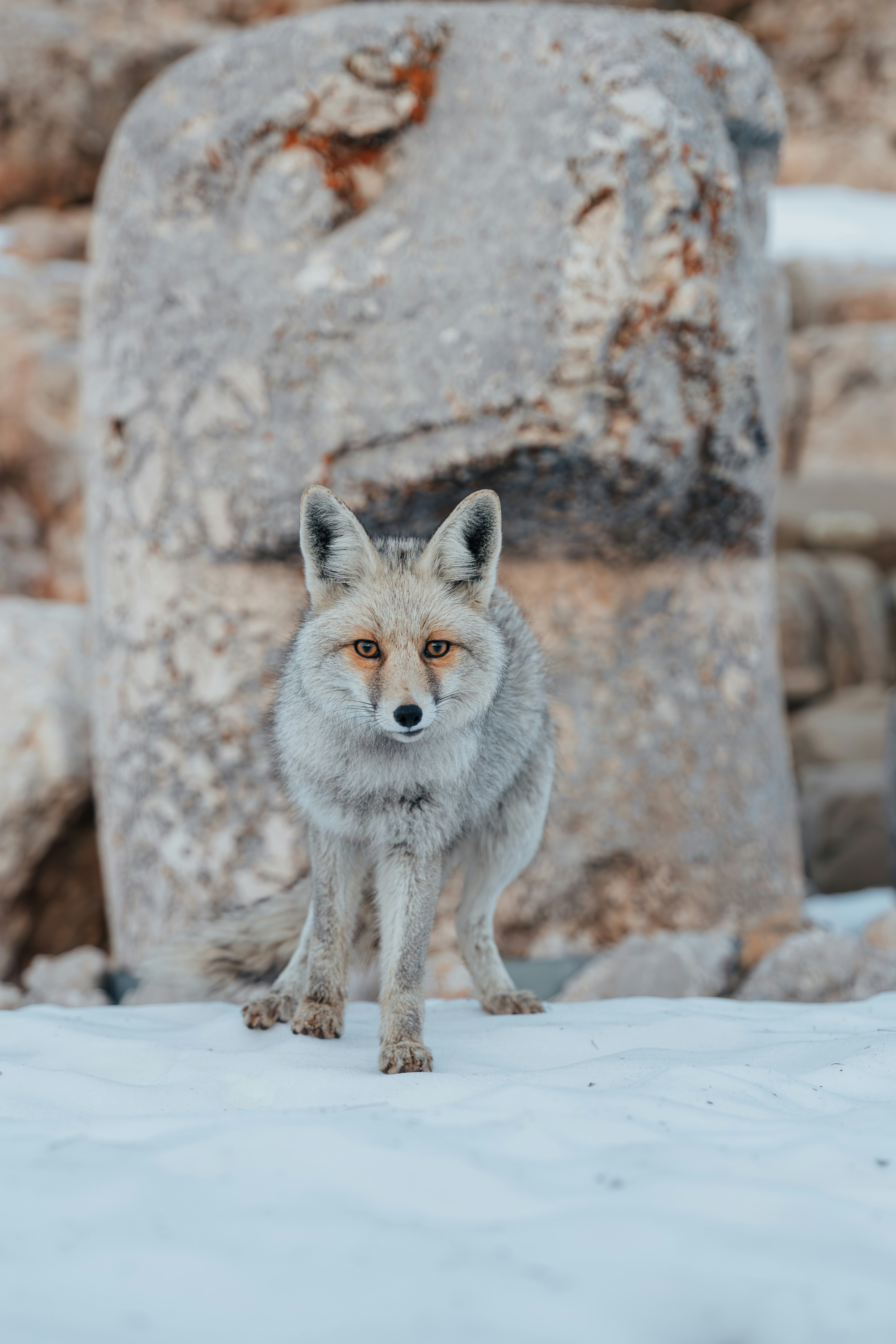 Threshold Watcher: A Winter Fox at the Stone Gate