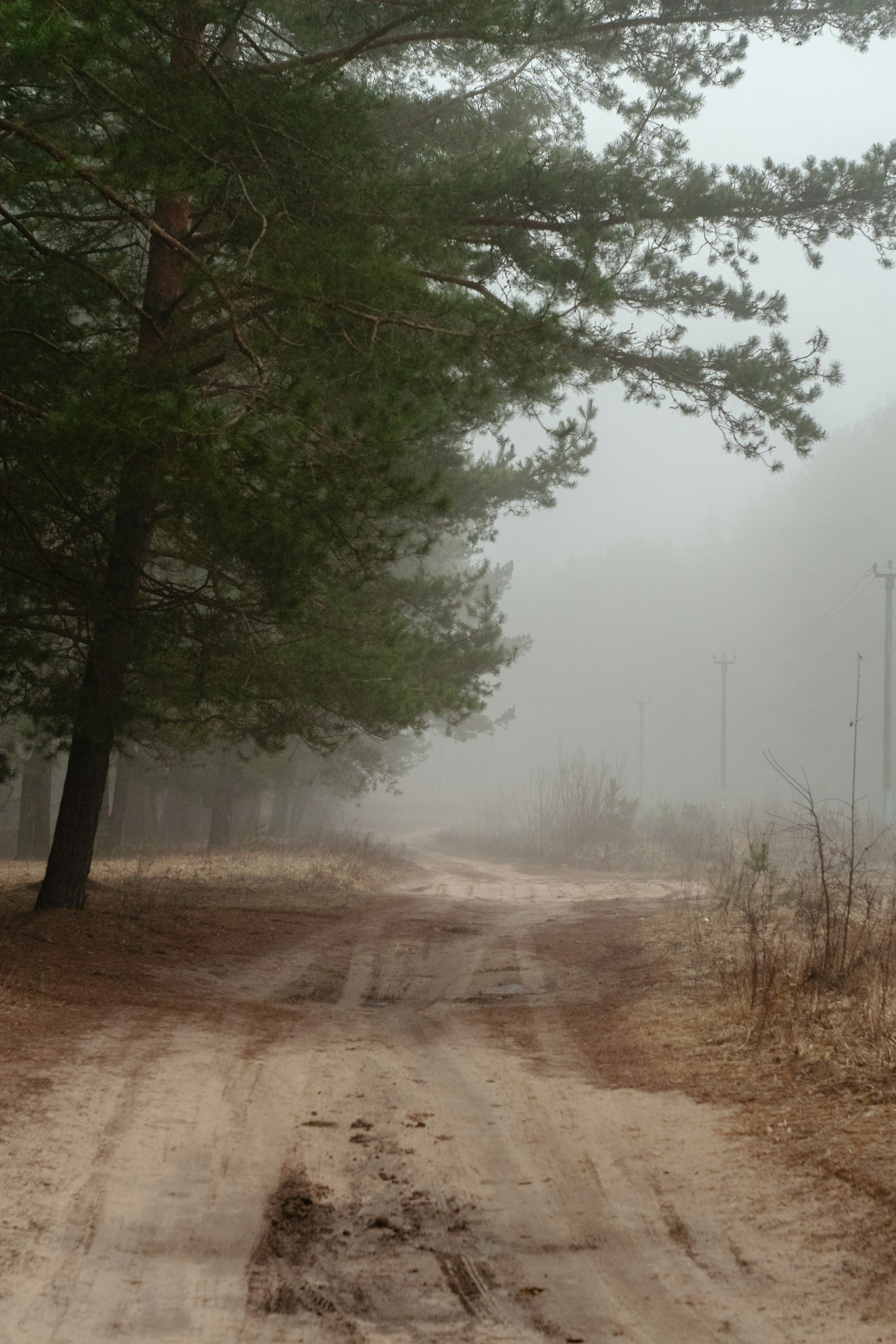 Foggy dirt road lined with tall pine trees under a hazy sky.