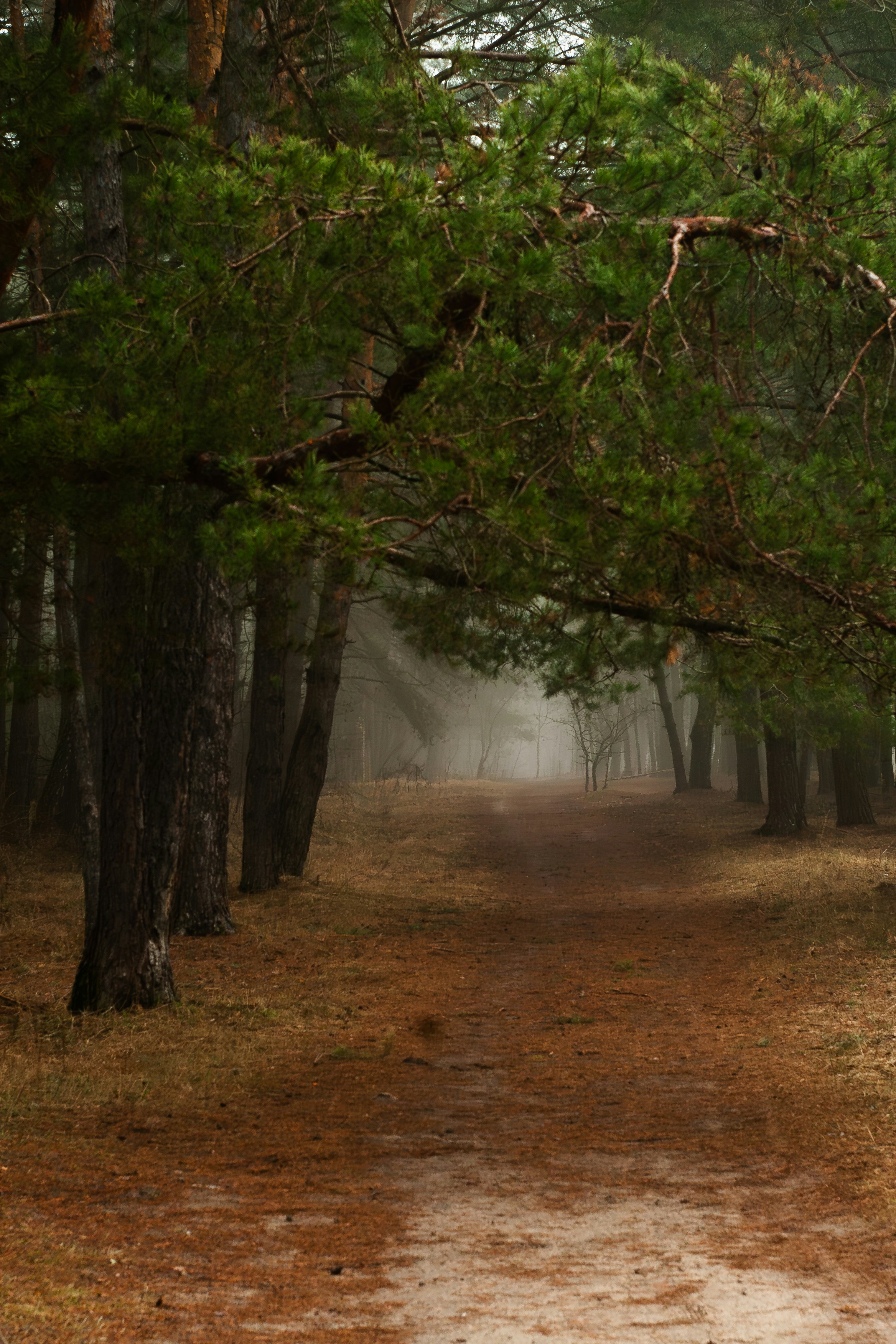 Misty forest path lined with tall pine trees and a carpet of fallen needles.