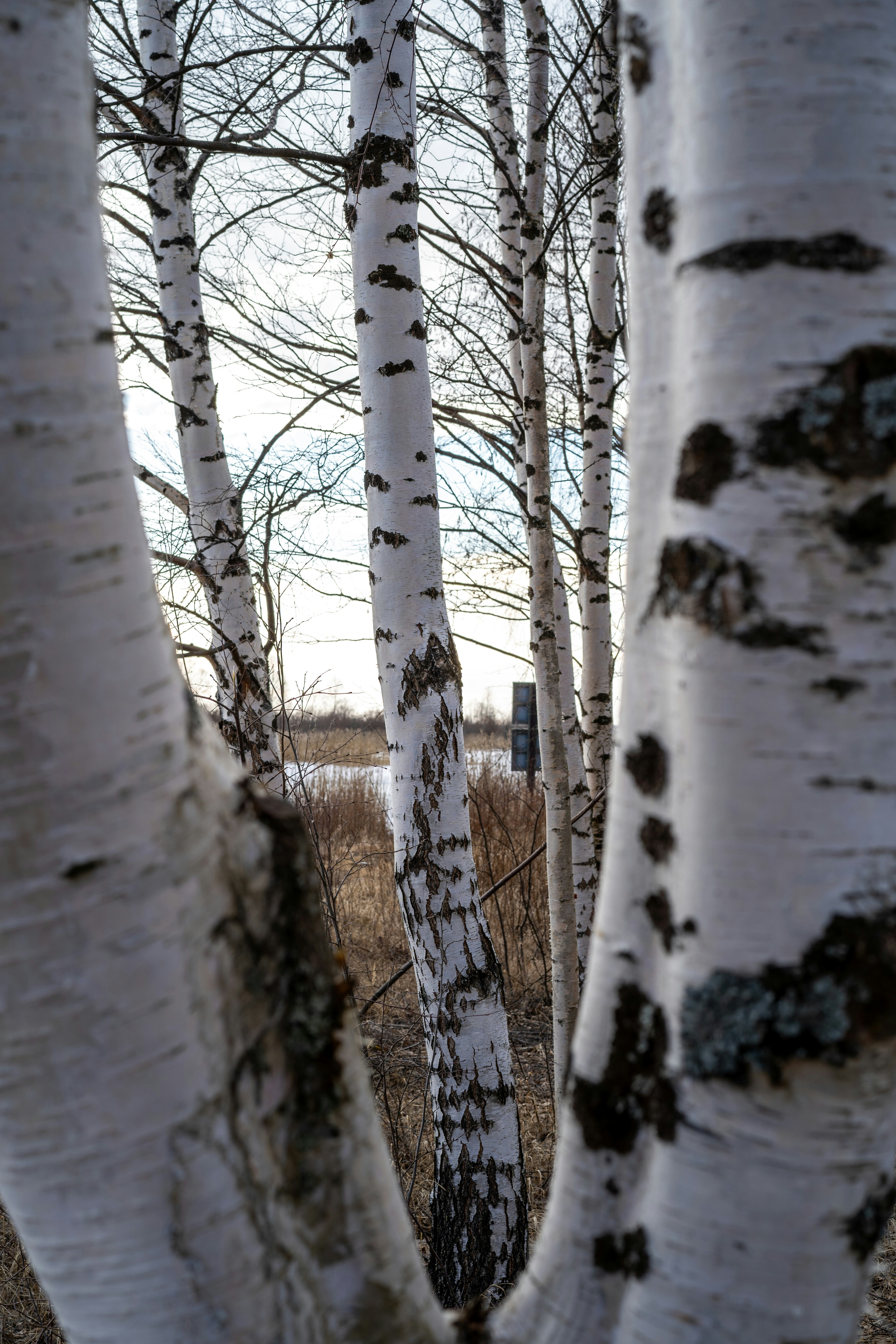 Between White Trunks: A Quiet Birch Corridor at Dusk