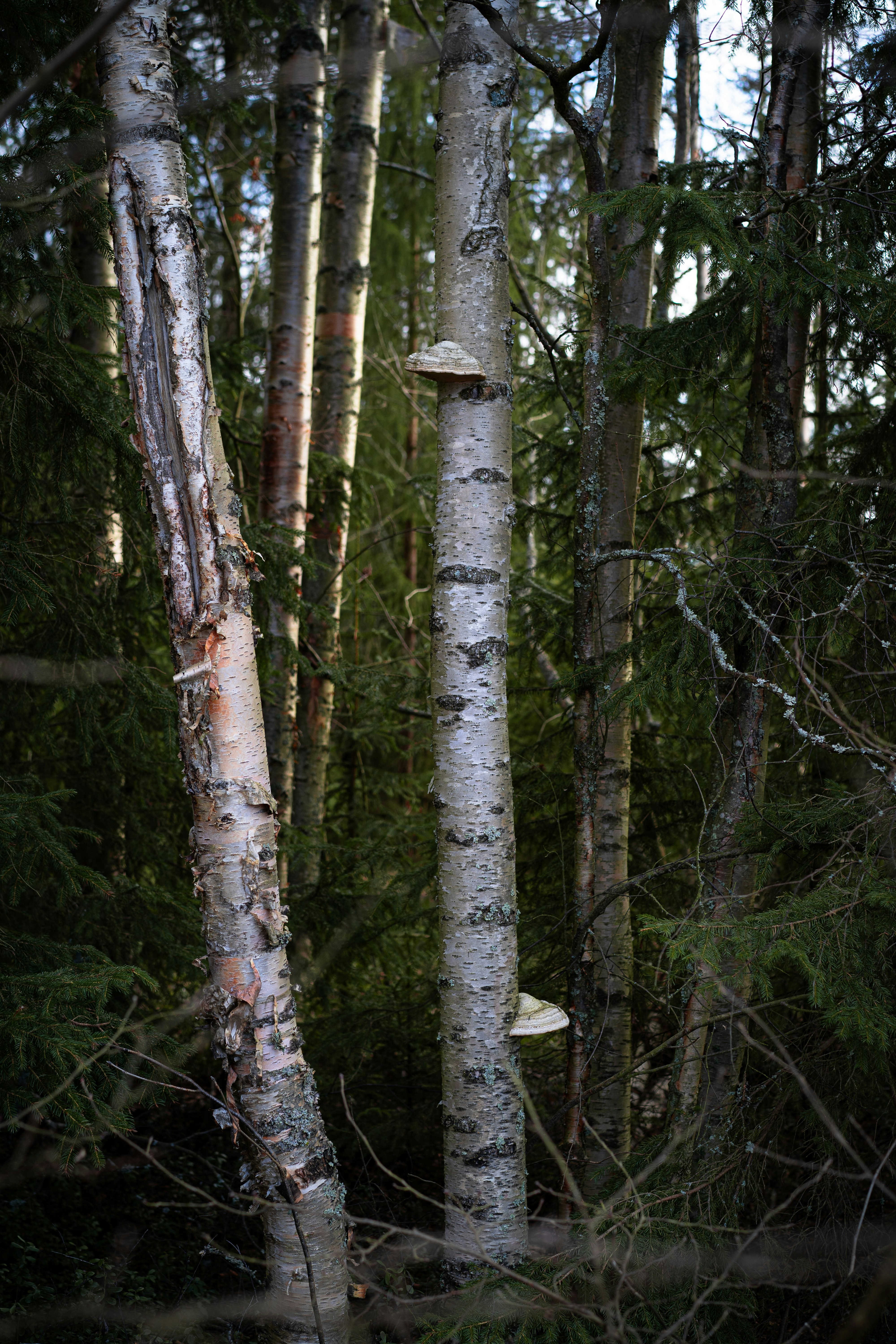 Whispering Birches in Forest Light