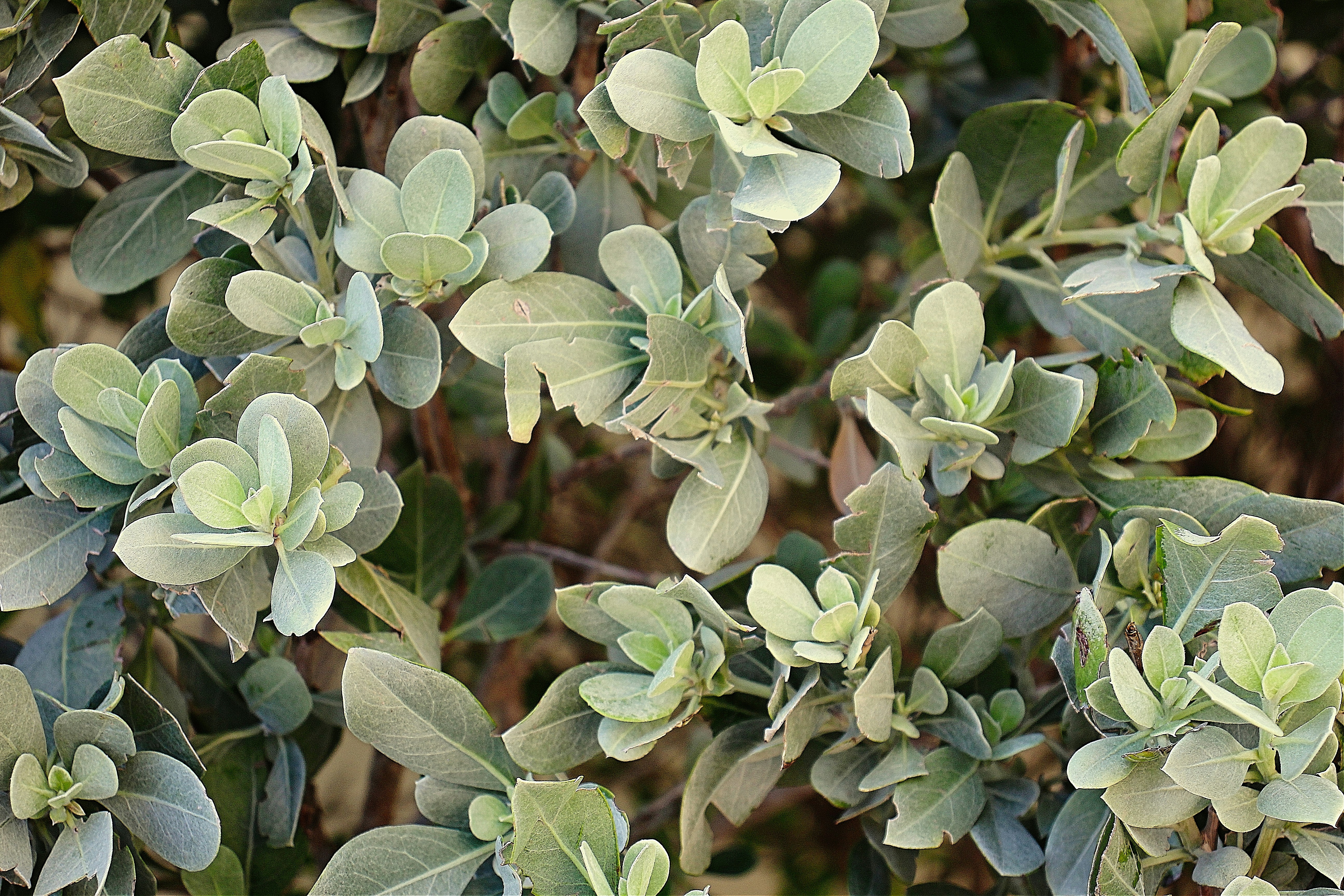 Close-up of pale green leaves with a silvery hue.