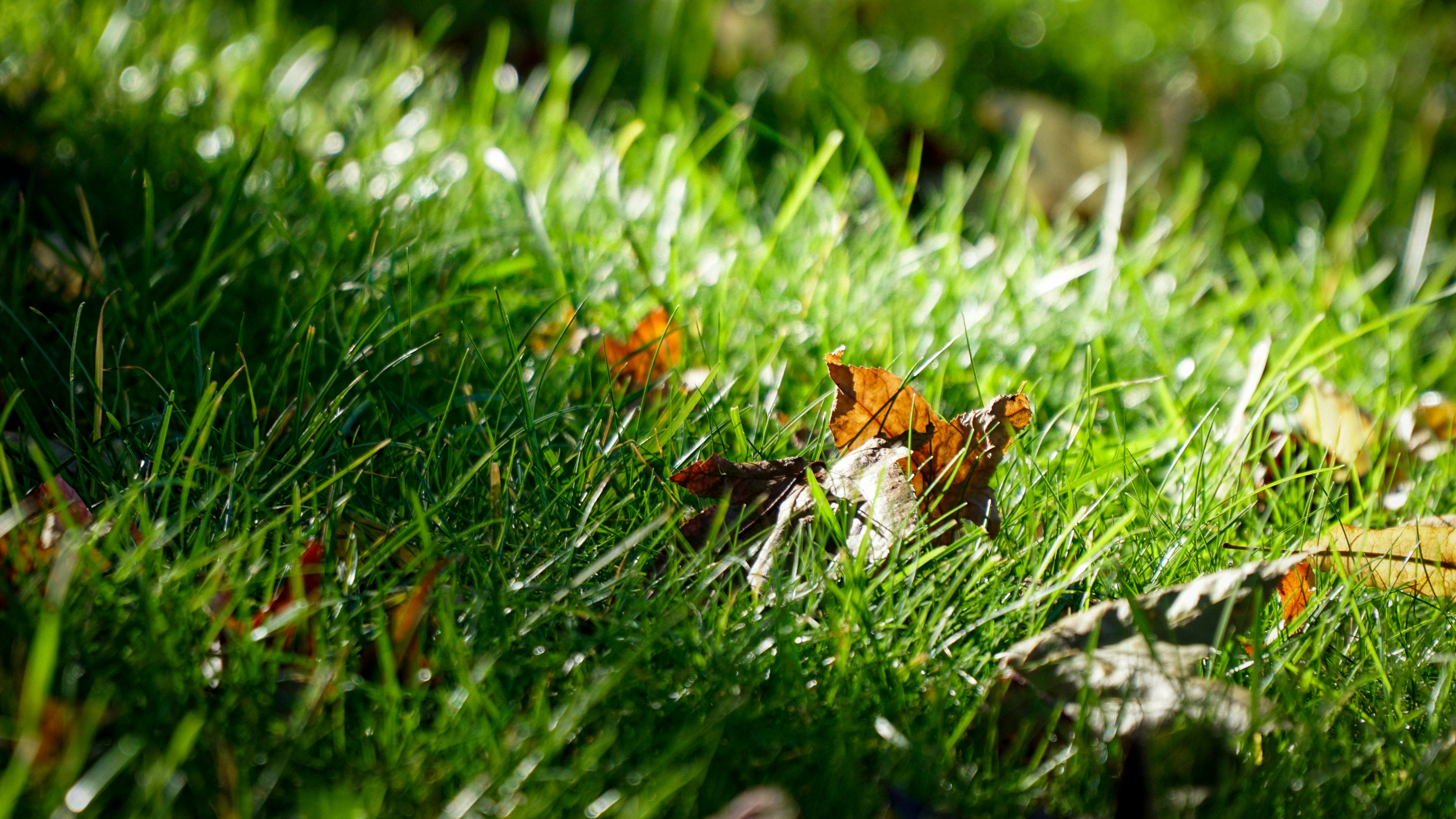 Bronze Leaf in a Field of Emerald Blades