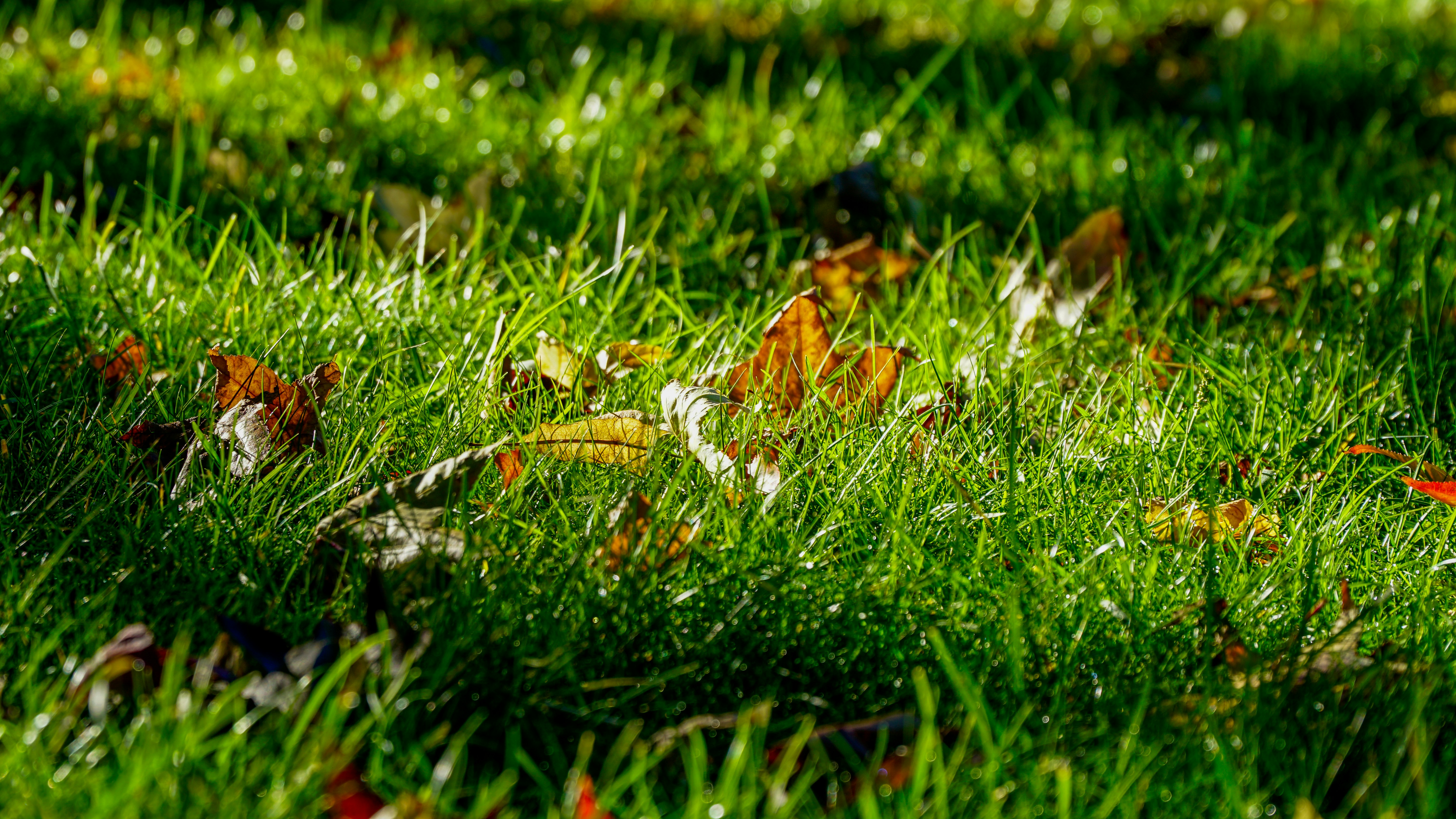 Leaves on Sunlit Grass: A Quiet Patch of Autumn Color