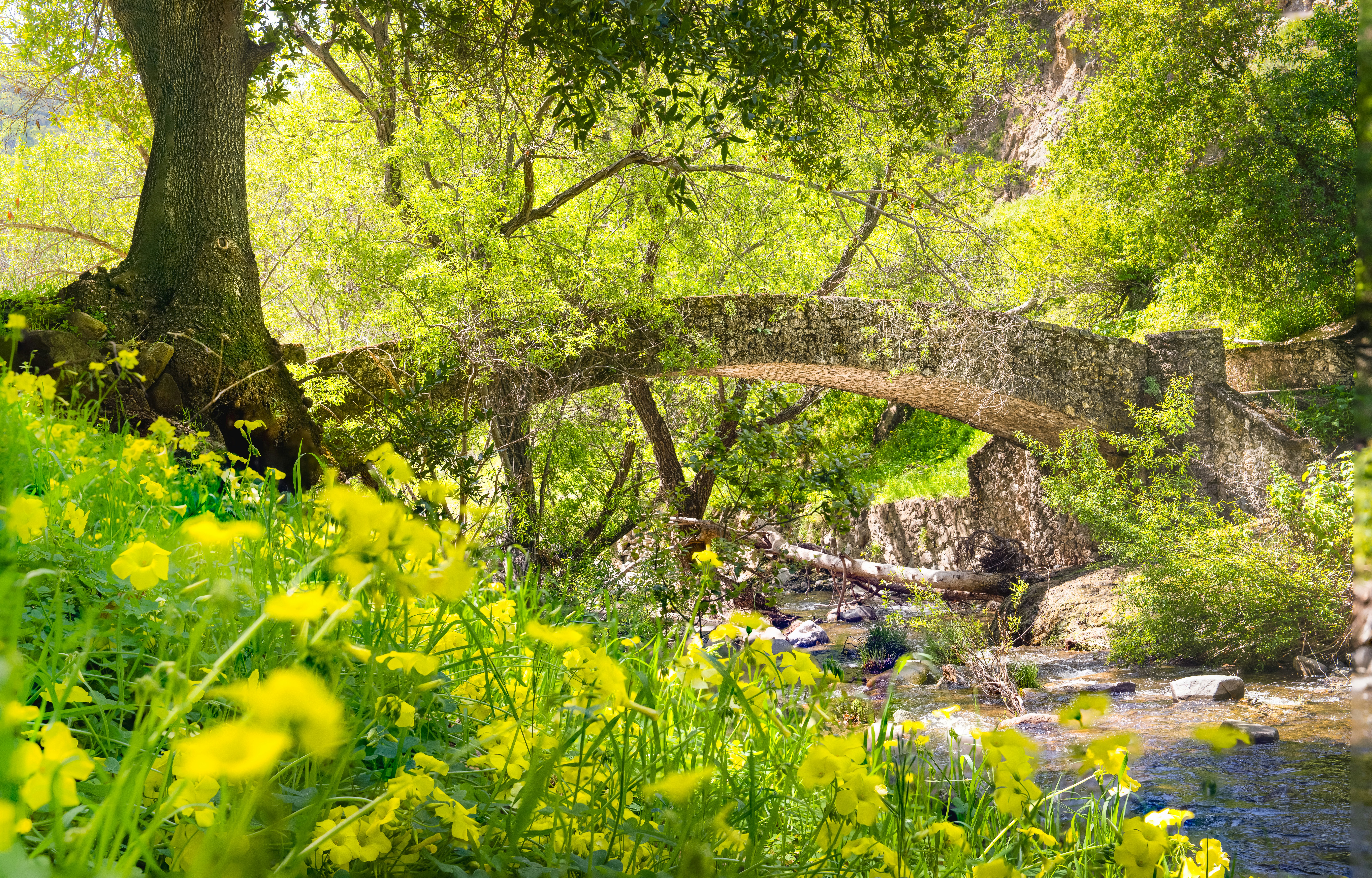 Whispering Bridge Over Spring's Embrace