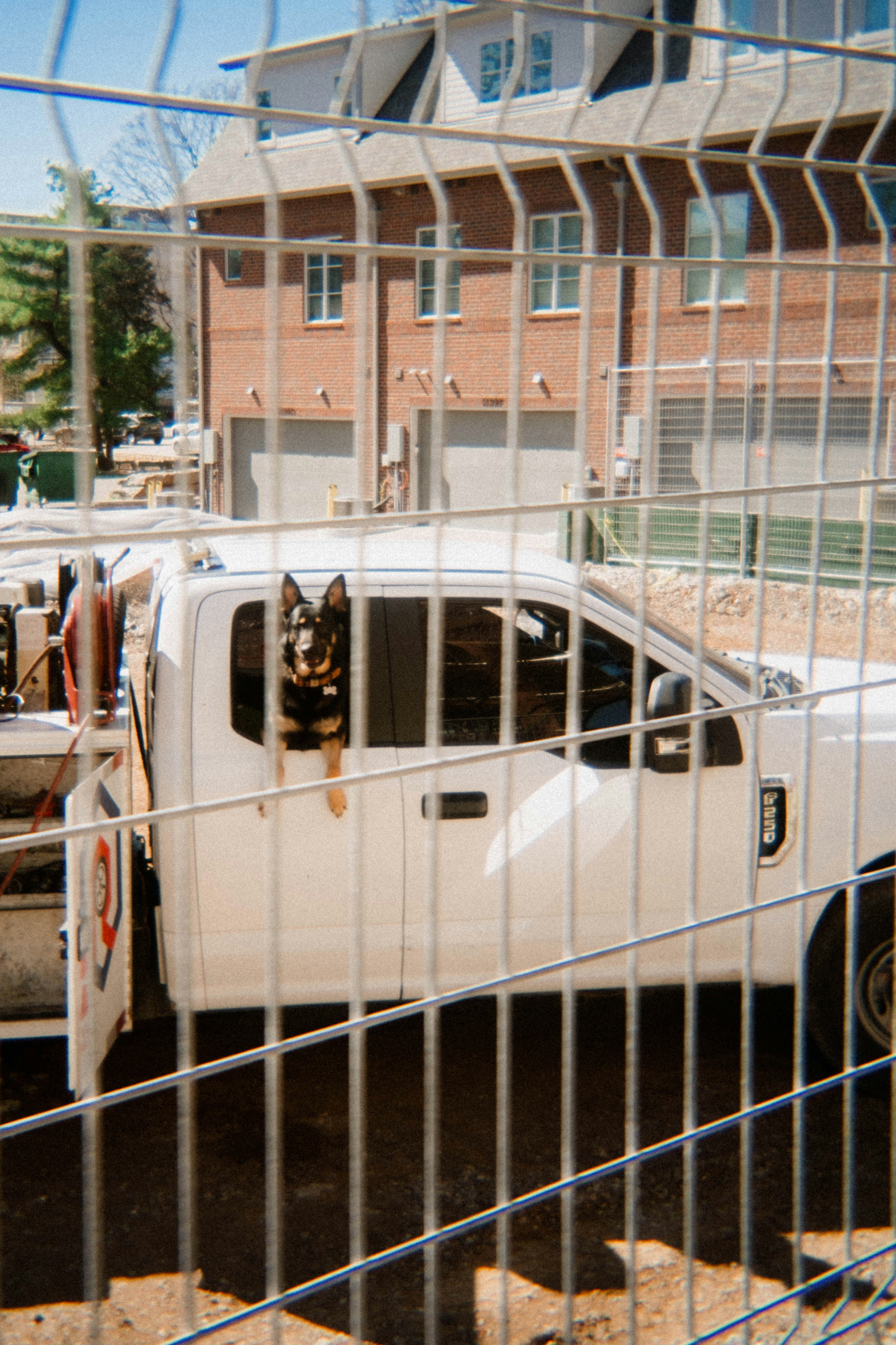 Curious Shepherd Peeking from a White Pickup Behind Construction Fencing