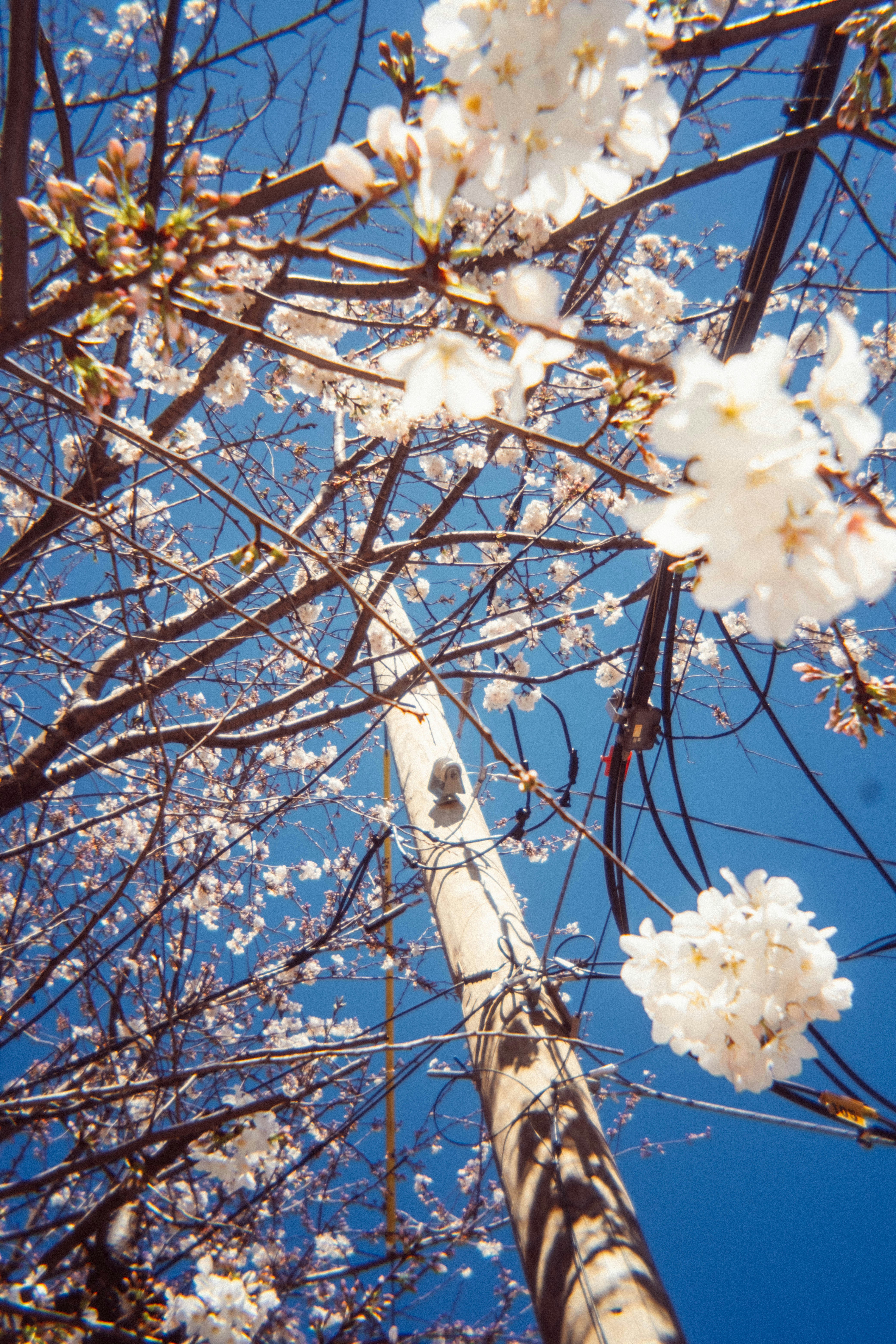 Petals and Power Lines: Cherry Blossoms Framing a Sunny Sky