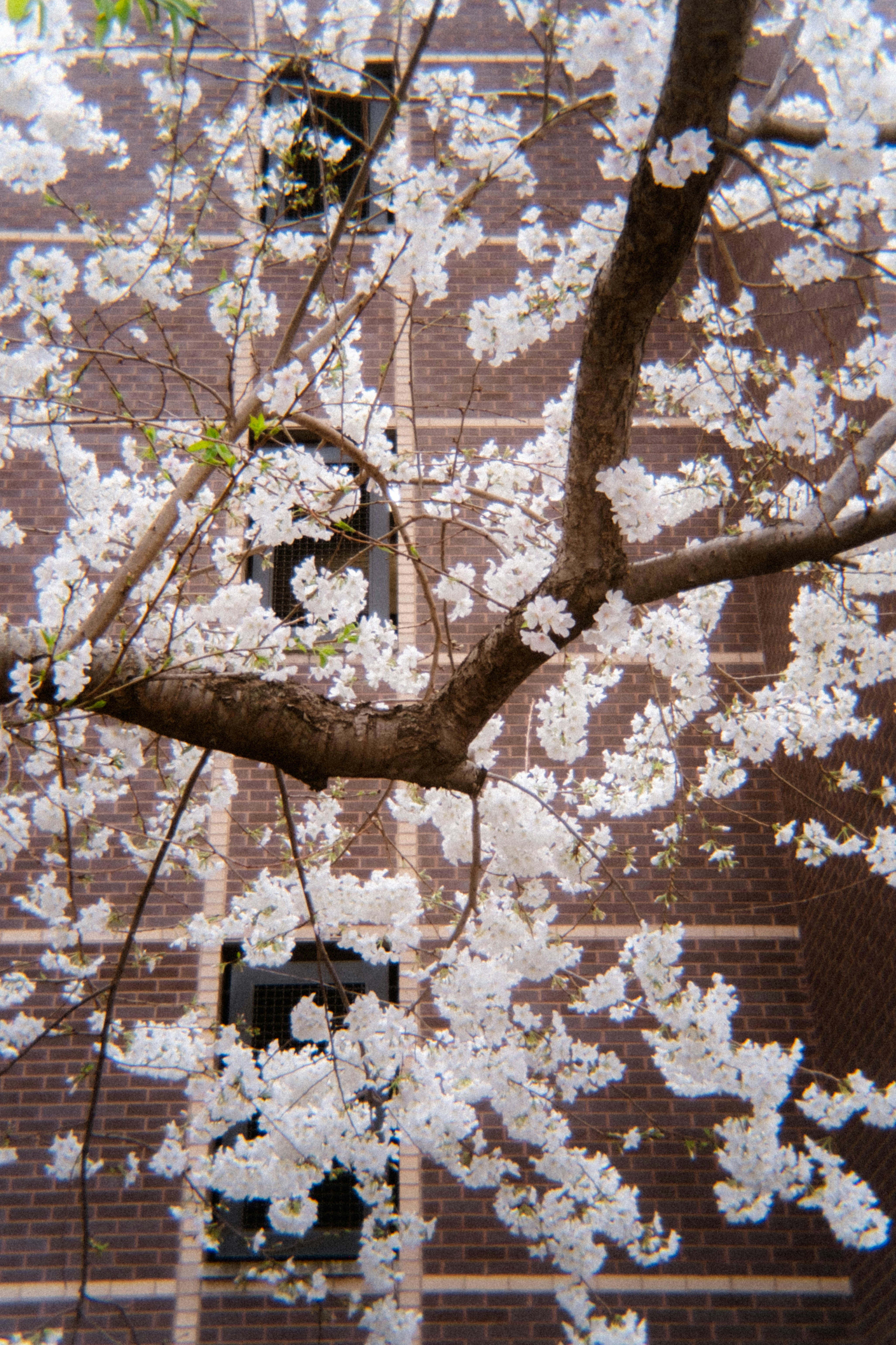 Petals Framing a Brick Facade: A Quiet Spring Moment
