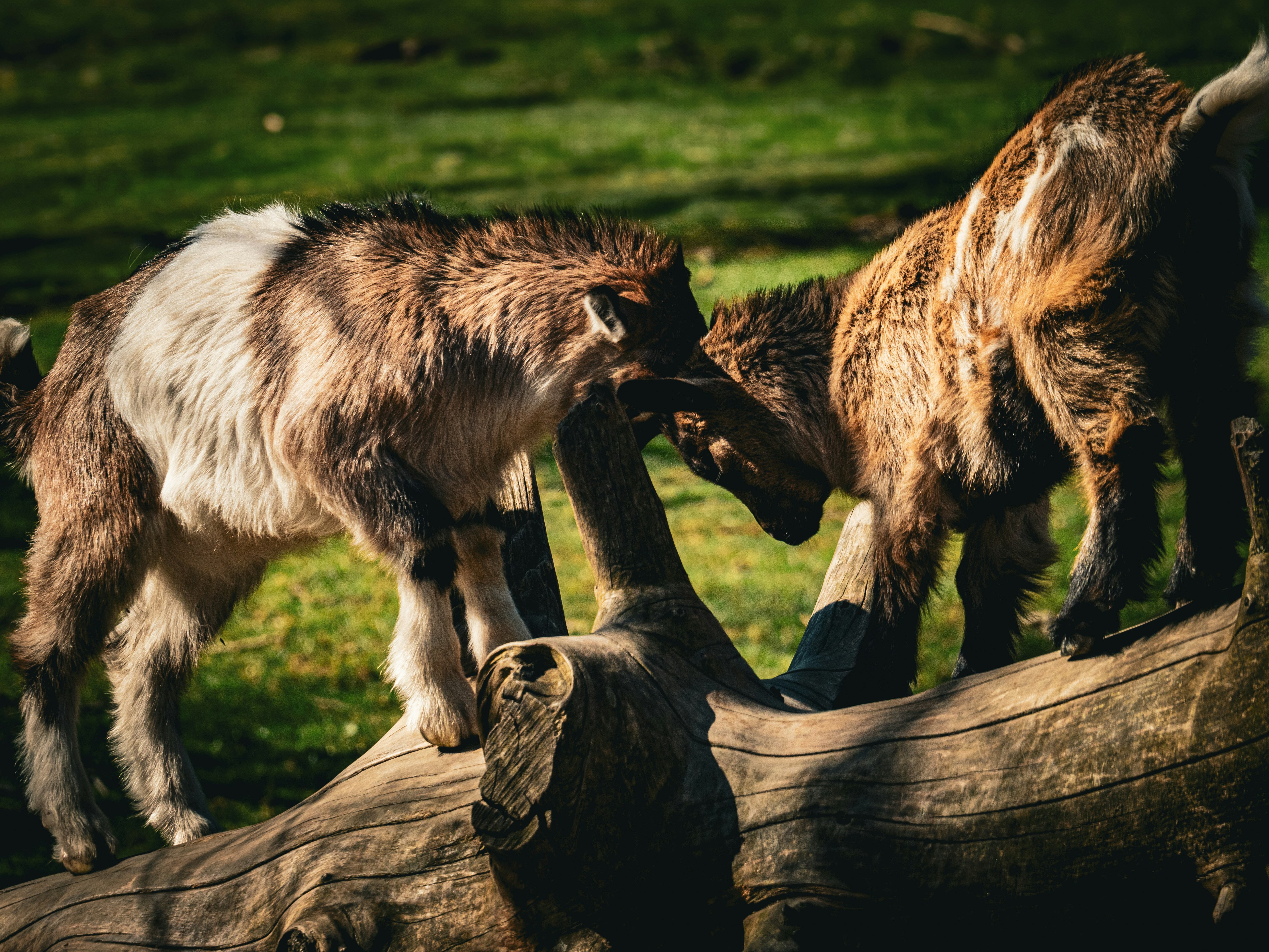 Two baby goats play on a log together. photo – Free Dog Image on Unsplash