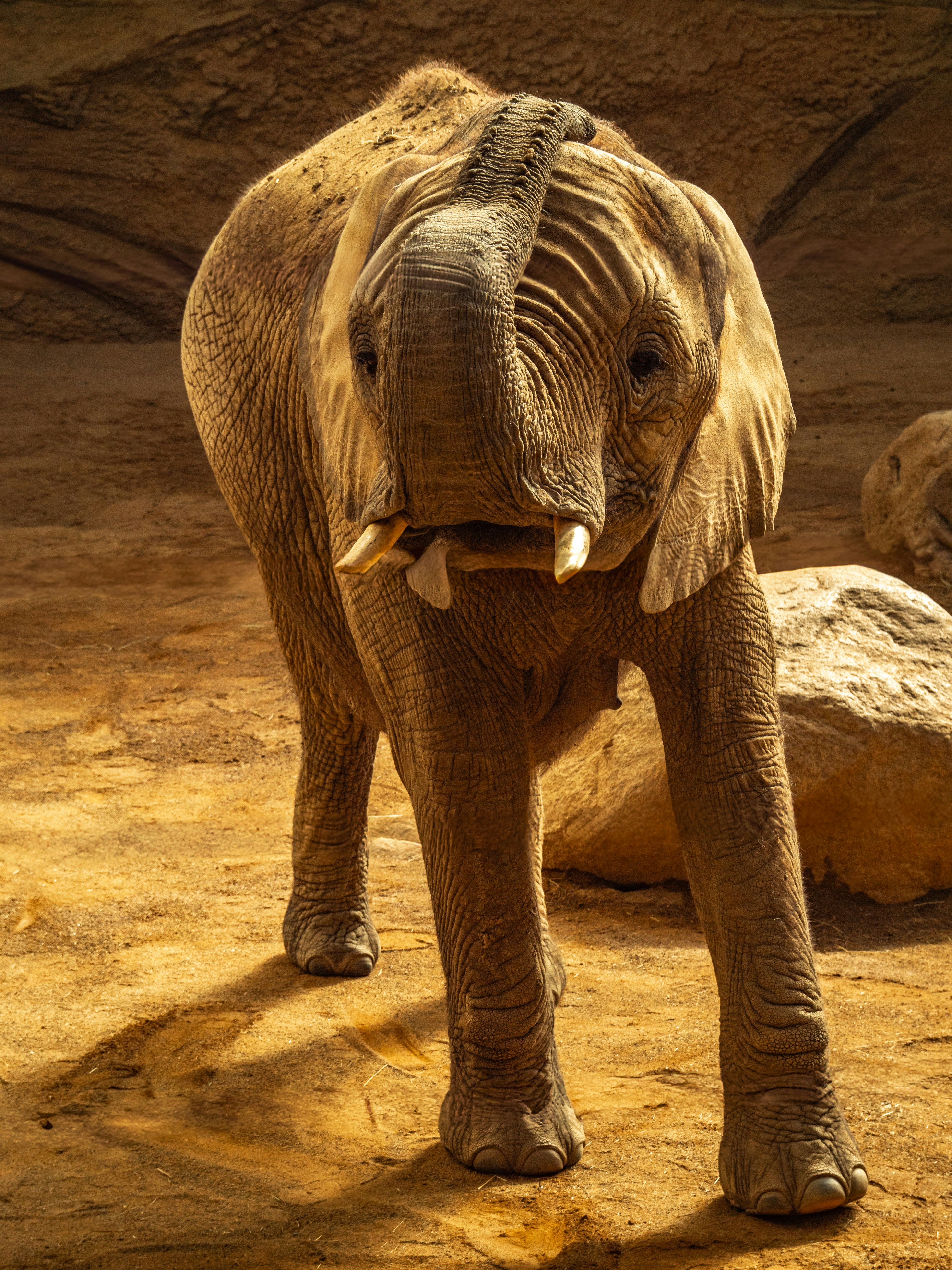 Majestic Giants: A Young Elephant Stands Bold in Sunlit Sand