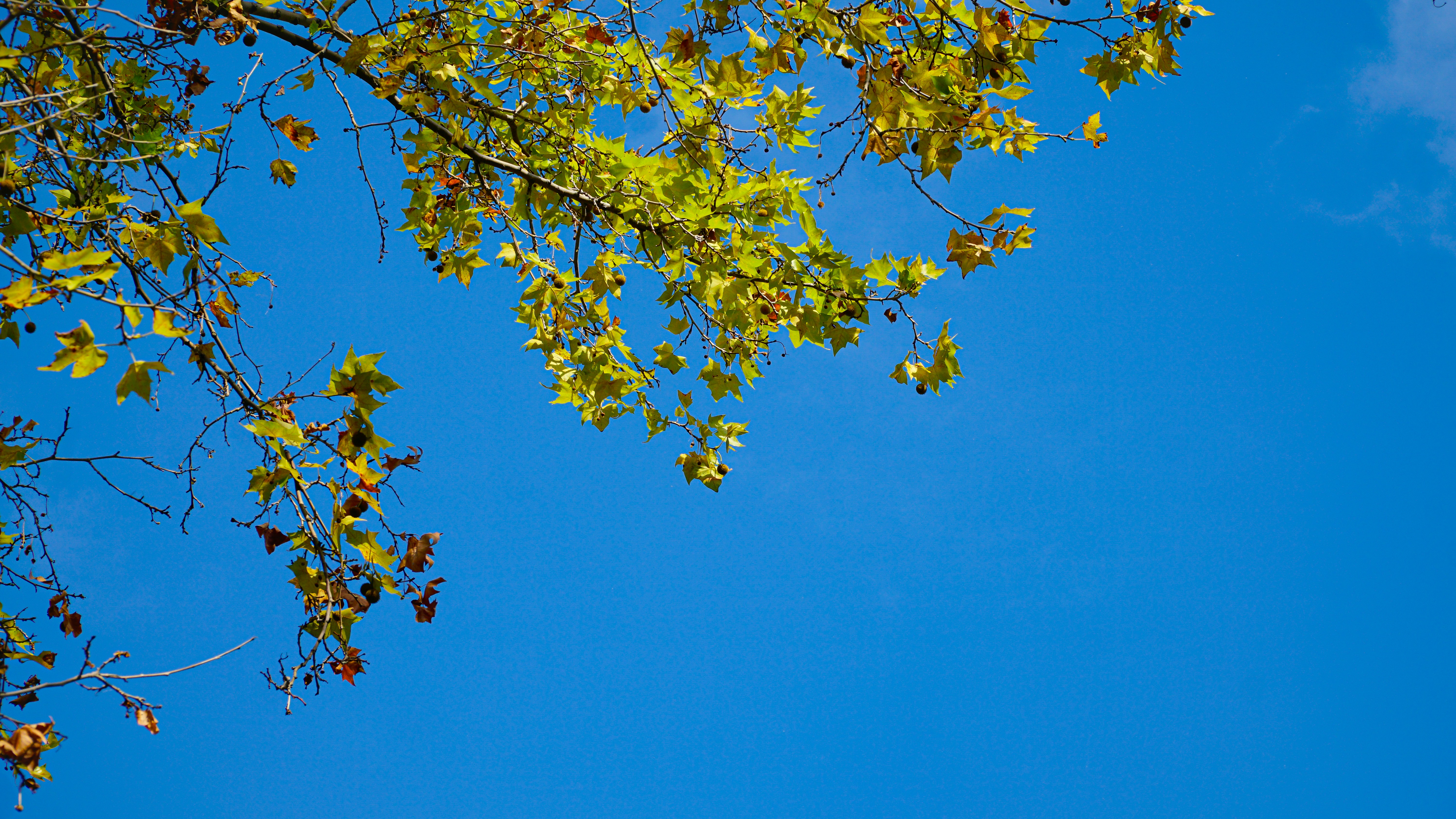 Autumn leaves on a tree branch set against a clear blue sky.