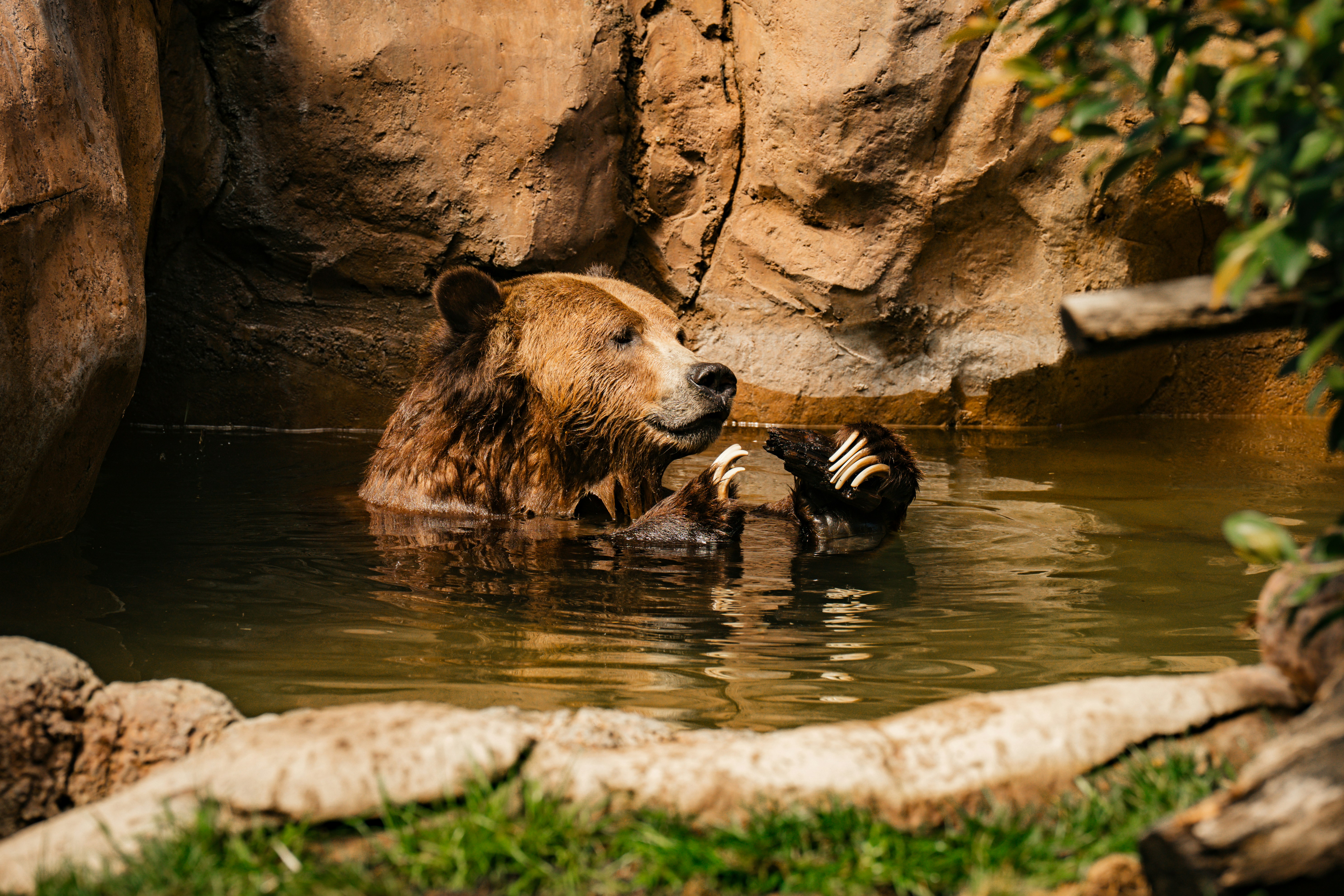 Bear leisurely paddling in a rocky pool surrounded by lush greenery.