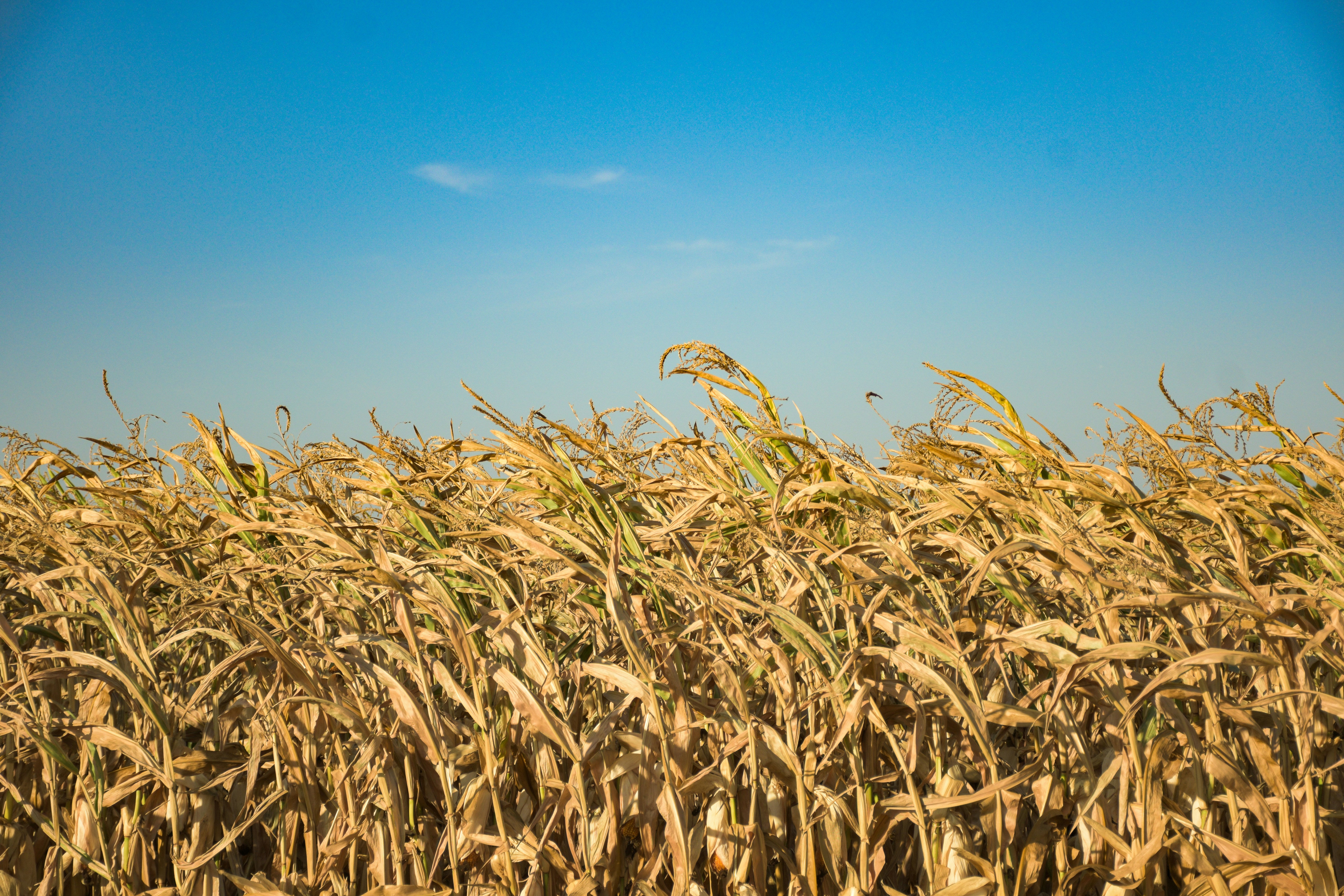 Field of golden corn stalks under a clear blue sky.
