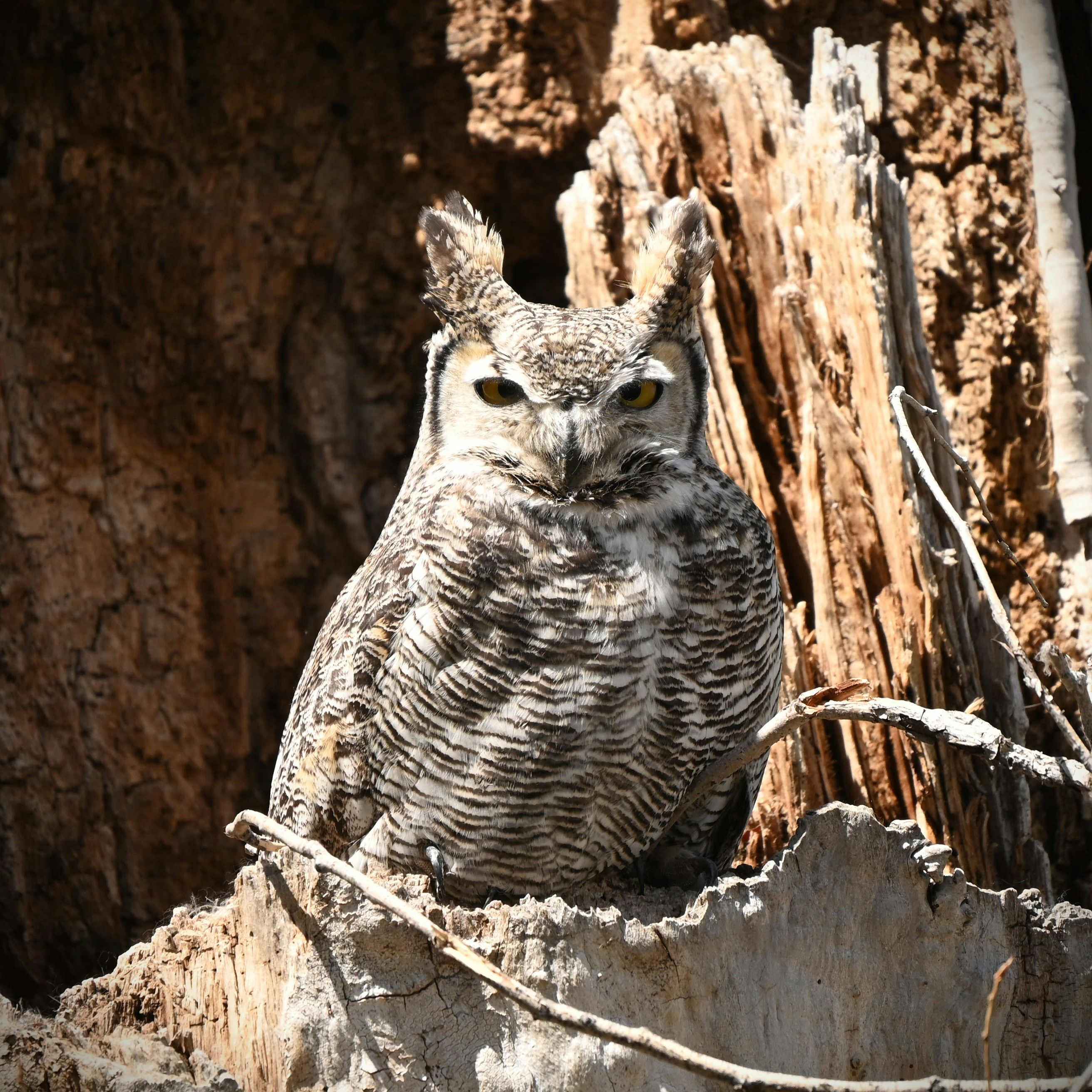 Eyes of the Sentinel: A Gray Owl Perched in a Sunlit Tree Hollow