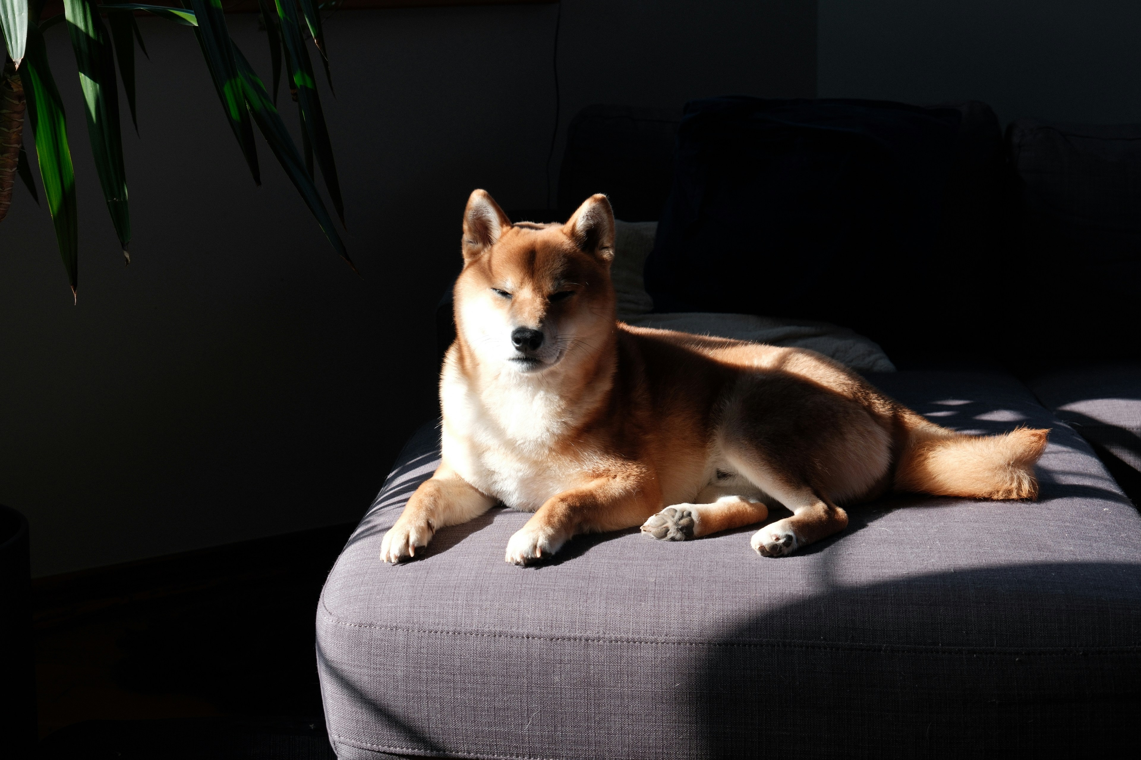 Sunlit Shiba Inu Reposes on a Cushioned Lounge in a Quiet Living Room