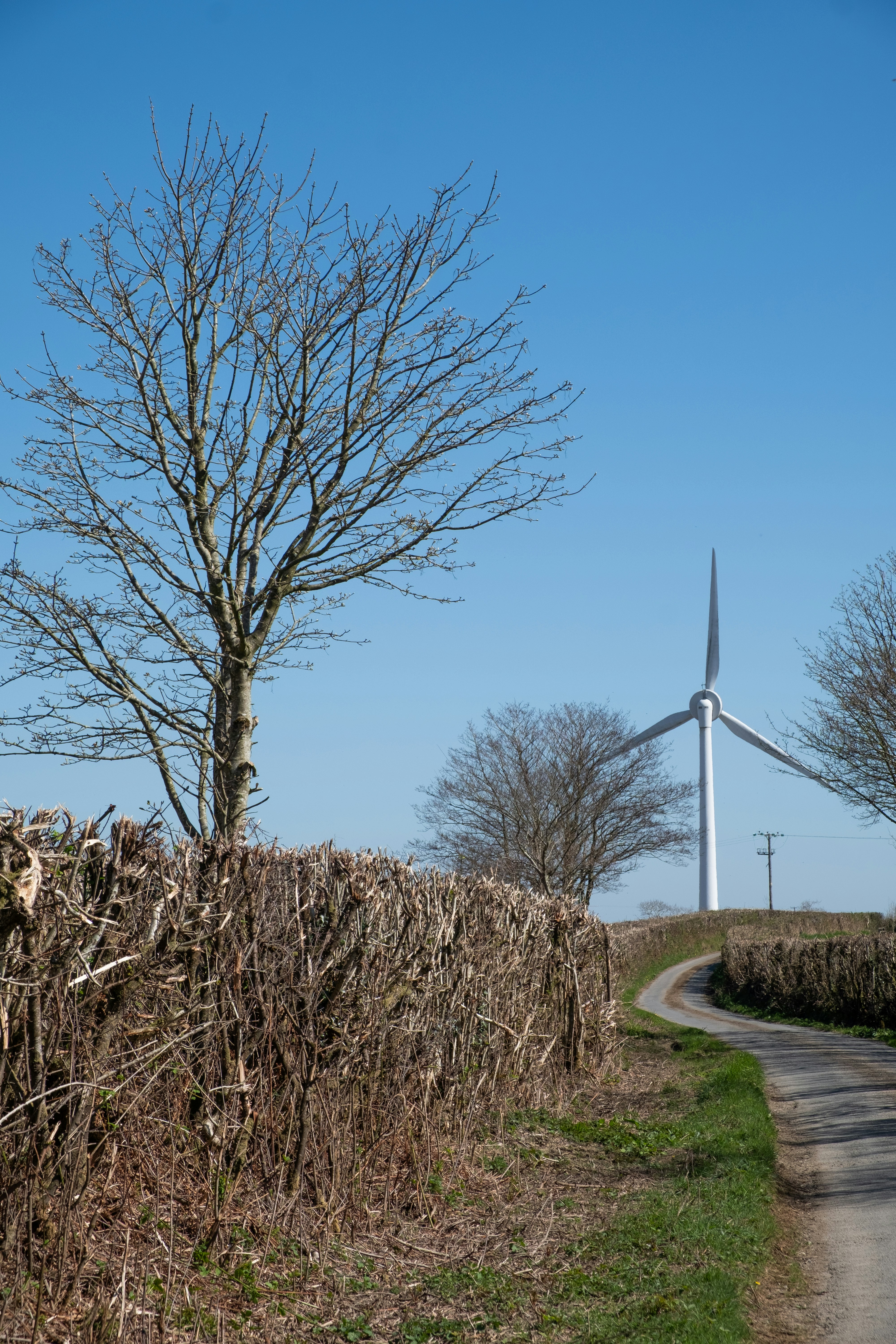 Serene Pathway to Renewable Horizons