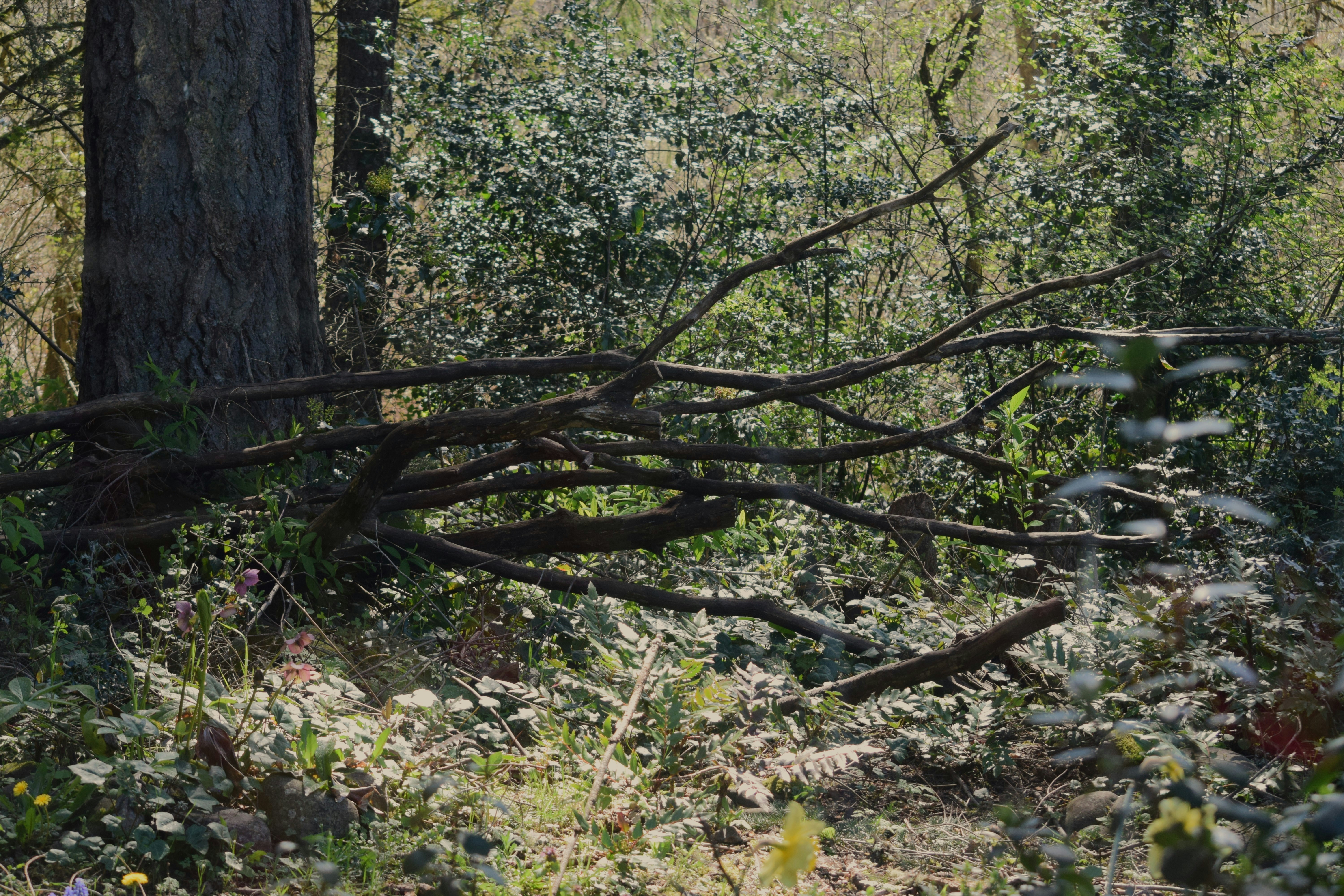 Fallen branches intertwined with undergrowth in a sun-dappled forest clearing.