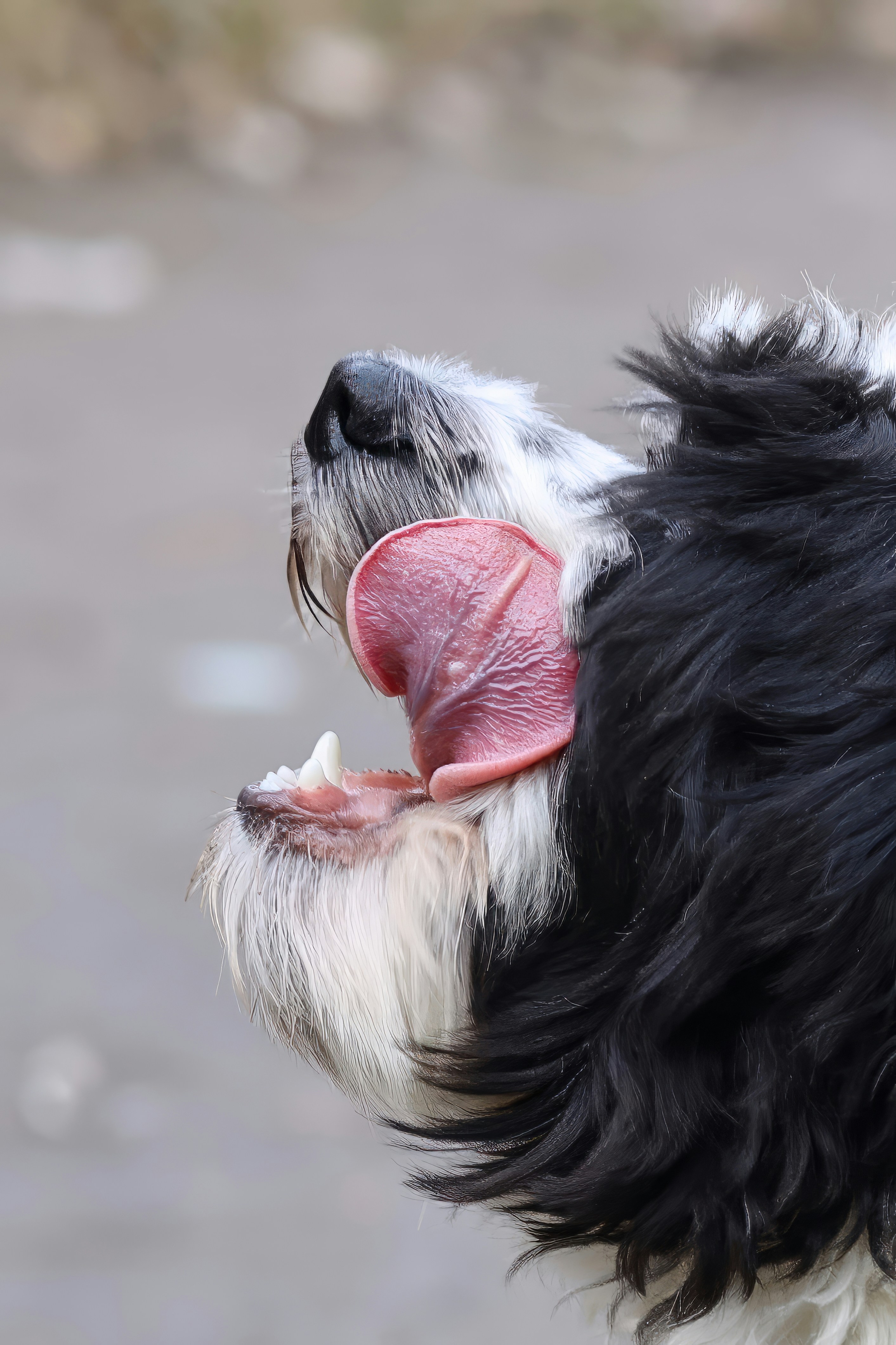 Close-up profile view of a dog's tongue