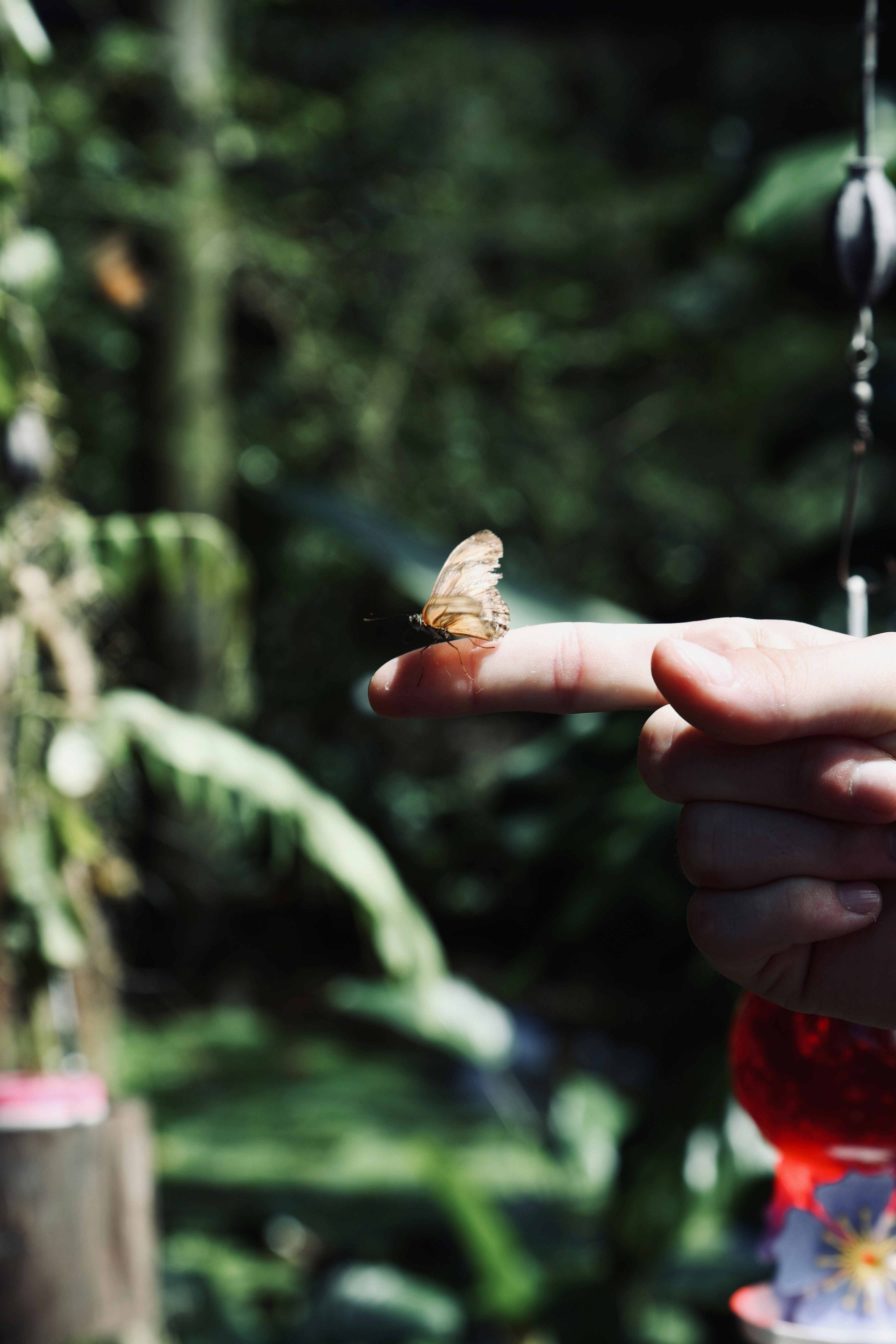 Delicate Perch: a butterfly resting on a fingertip in a mossy forest