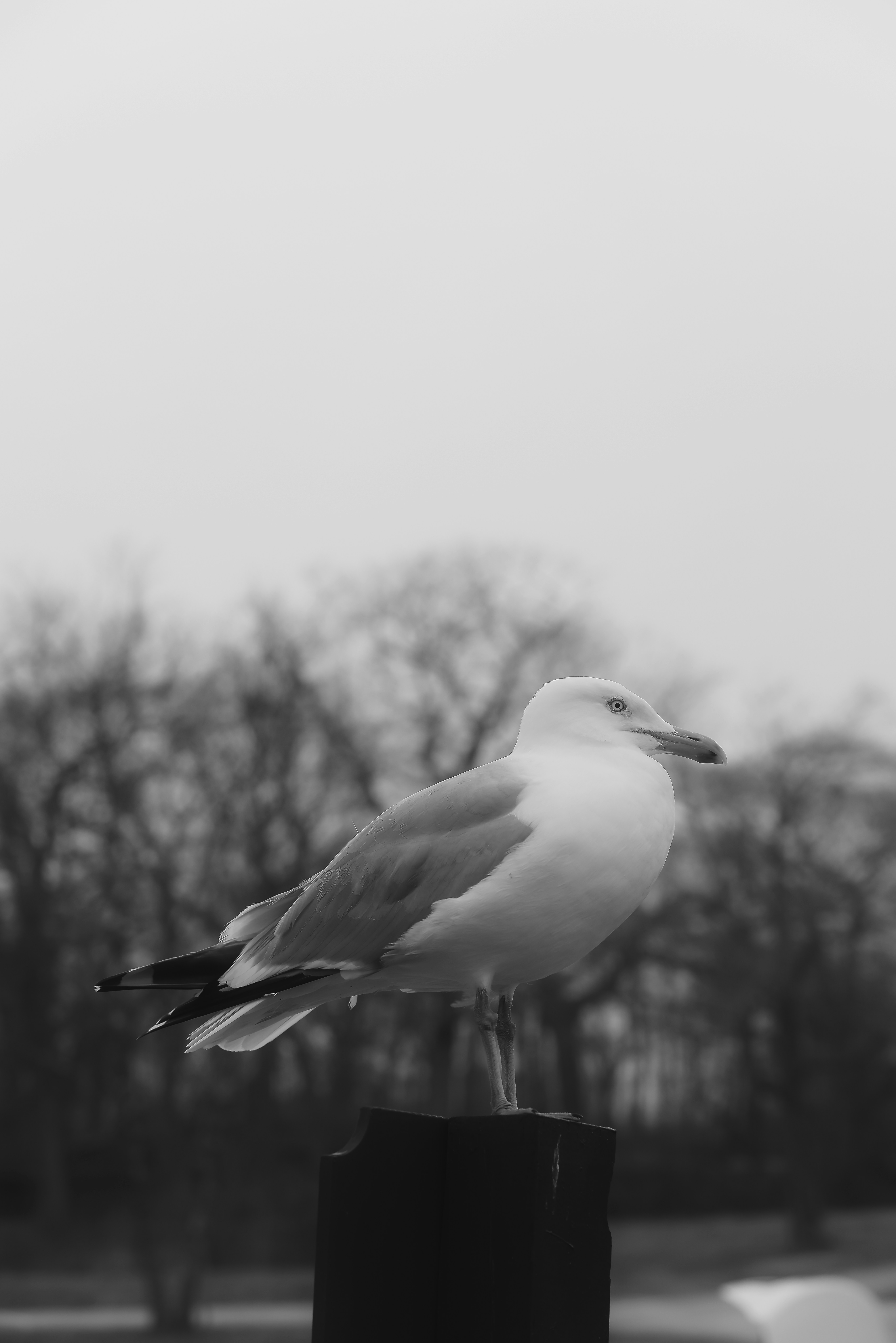 On the Weathered Post: A Monochrome Seagull Moment