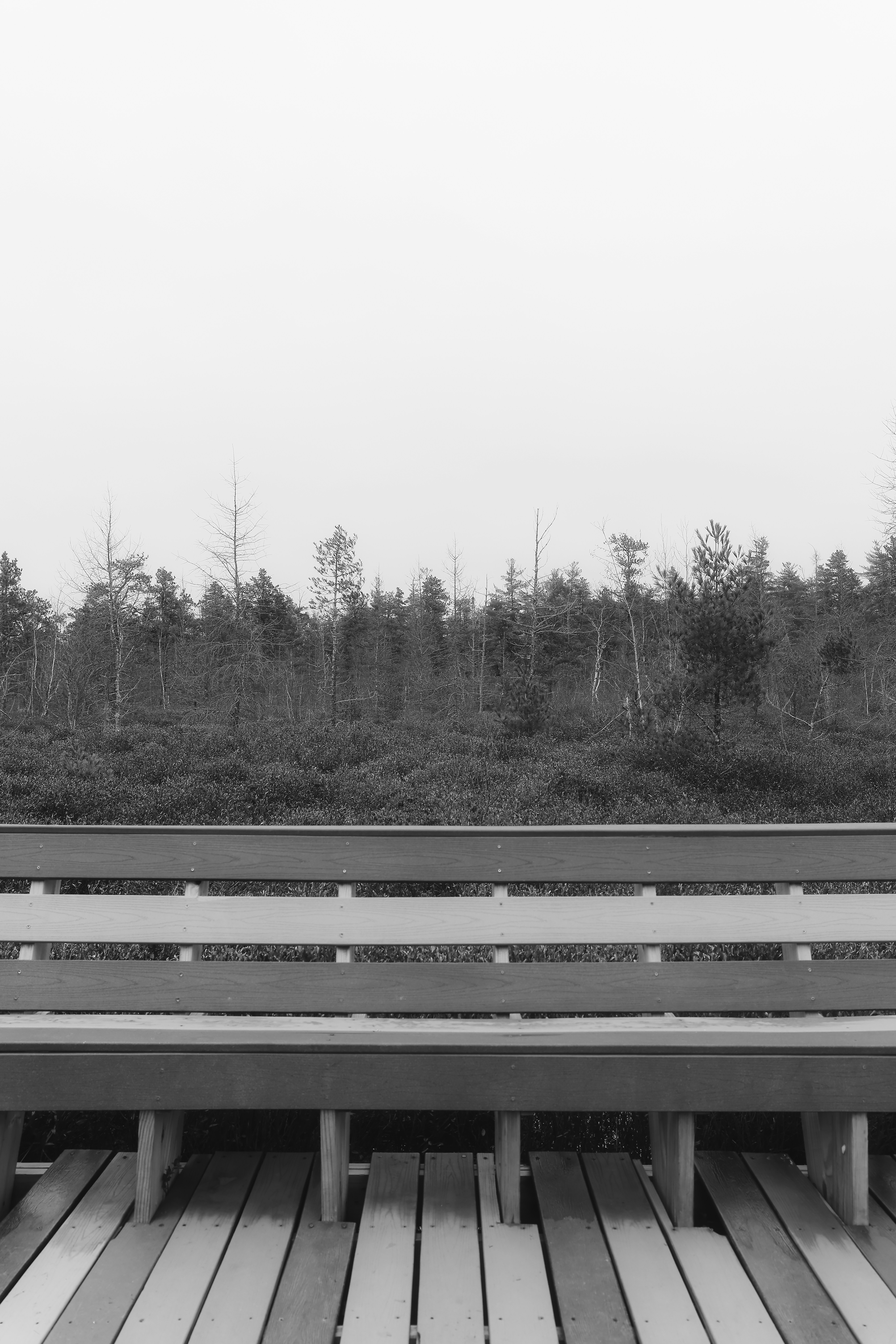 Monochrome Edge: Boardwalk Framing a Quiet Winter Forest