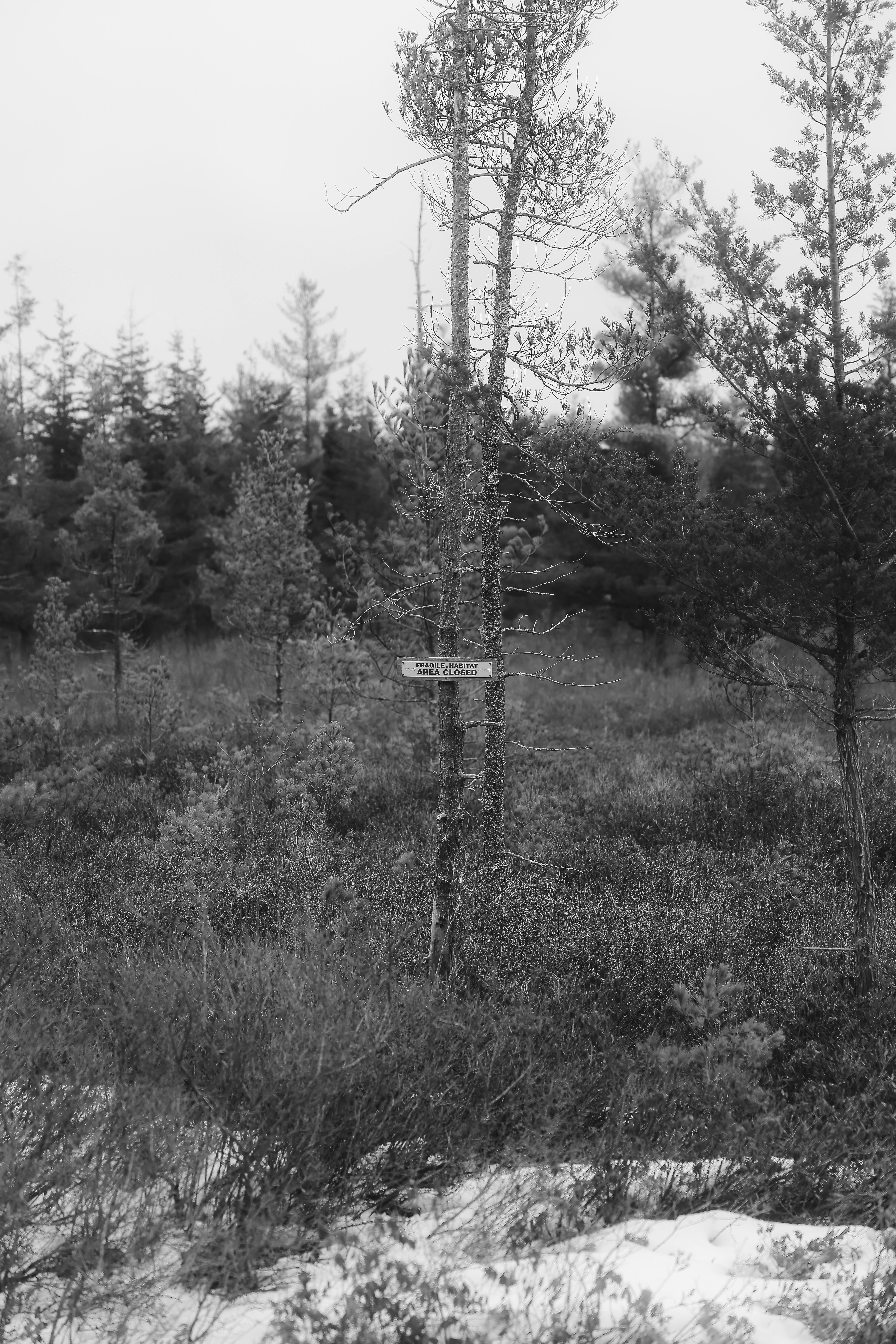 Sentinel of the Snow: Weathered Sign on a Lone Tree